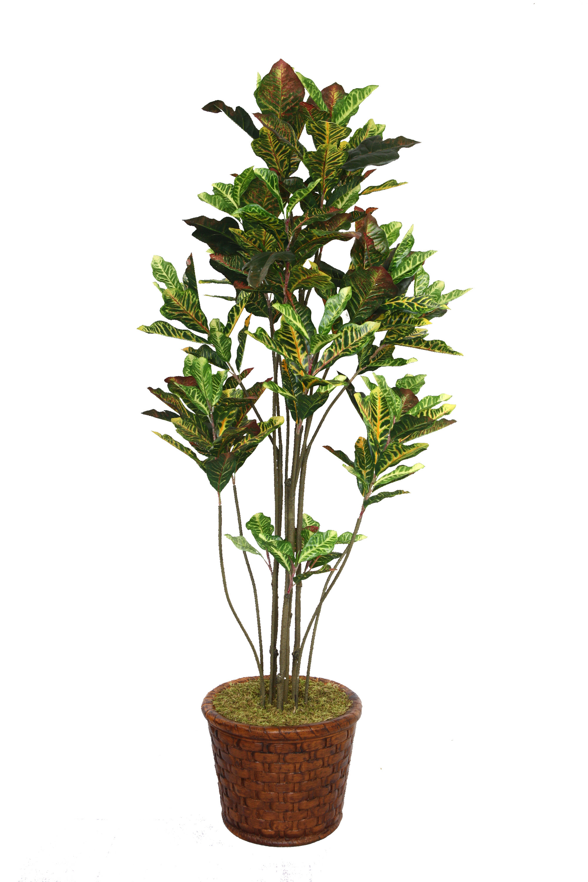 Laura Ashley Tall Croton Multiple Trunks Tree in Planter - Wayfair Canada