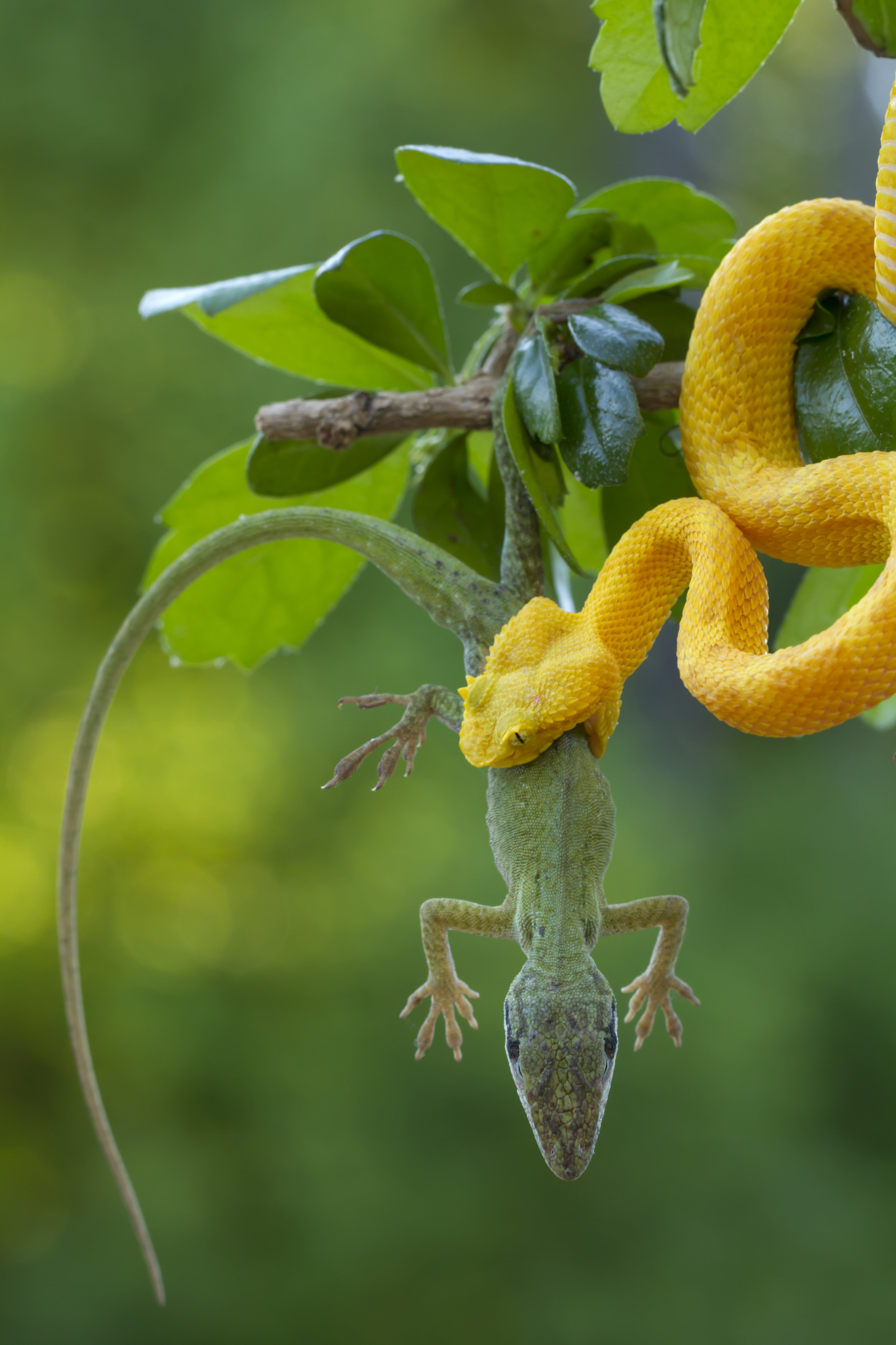Ebern Designs Viper with Lizard by Mark Kostich | Wayfair