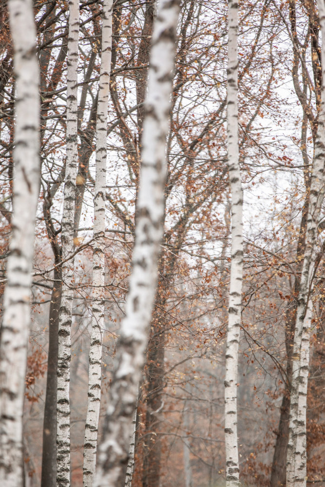 Union Rustic Birch Trees 6 | Wayfair.co.uk
