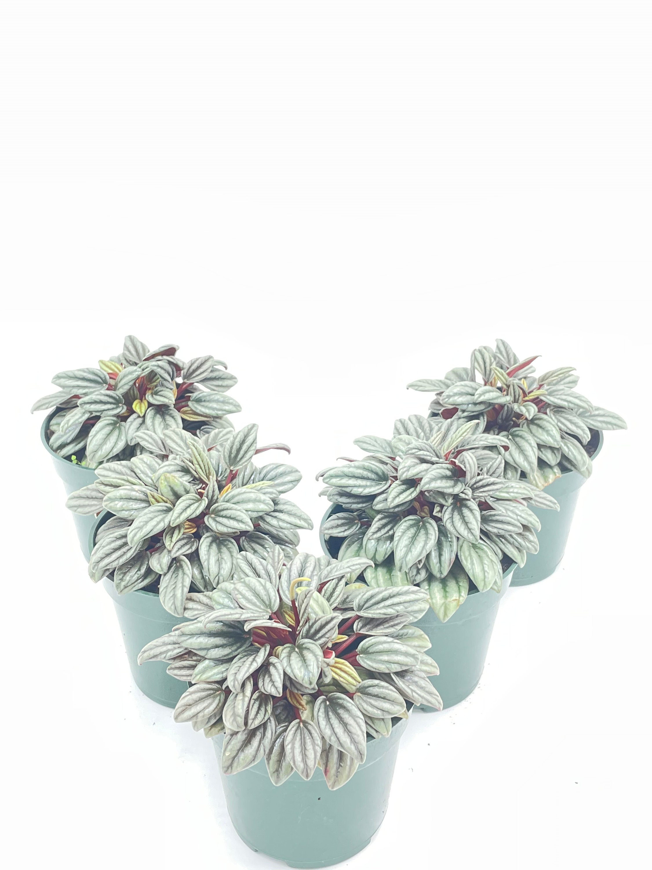 Florida House Plants Peperomia Rosso Albovittata Piccolo Banda Ivy Leaf ...