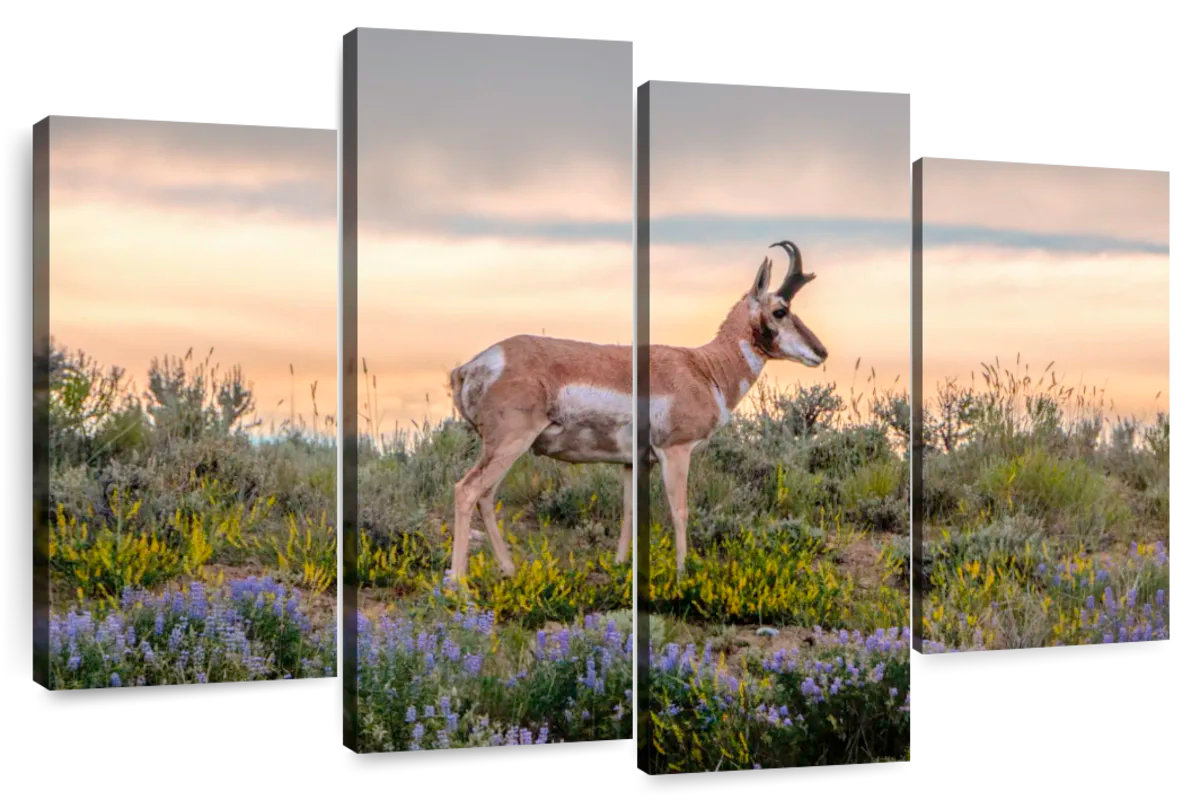 Elephant Stock Pronghorn Antelope | Wayfair