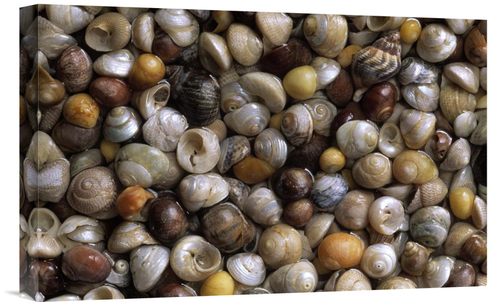 East Urban Home Common Northern Whelk 'Flat Topshells' - Photograph ...