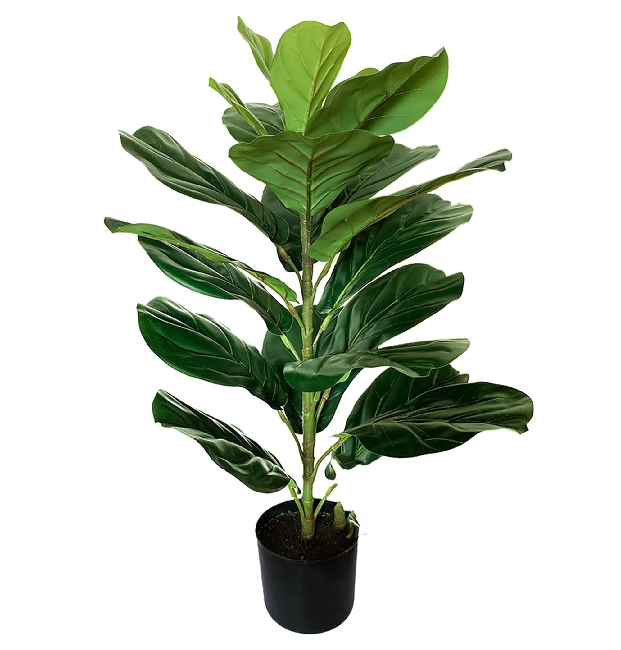 Primrue 28'' Ficus Plant | Wayfair