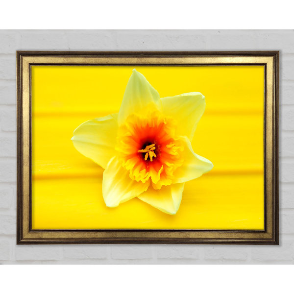 ClassicLiving Daffodil Head - Single Picture Frame Art Prints | Wayfair ...