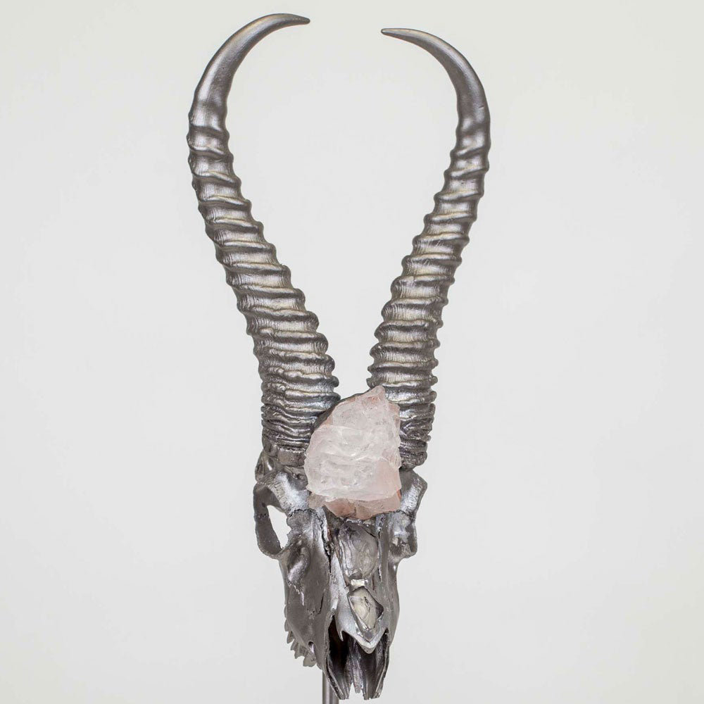 Jamie Dietrich Tasman Springbok Skull with Horns Mounted Statue | Wayfair