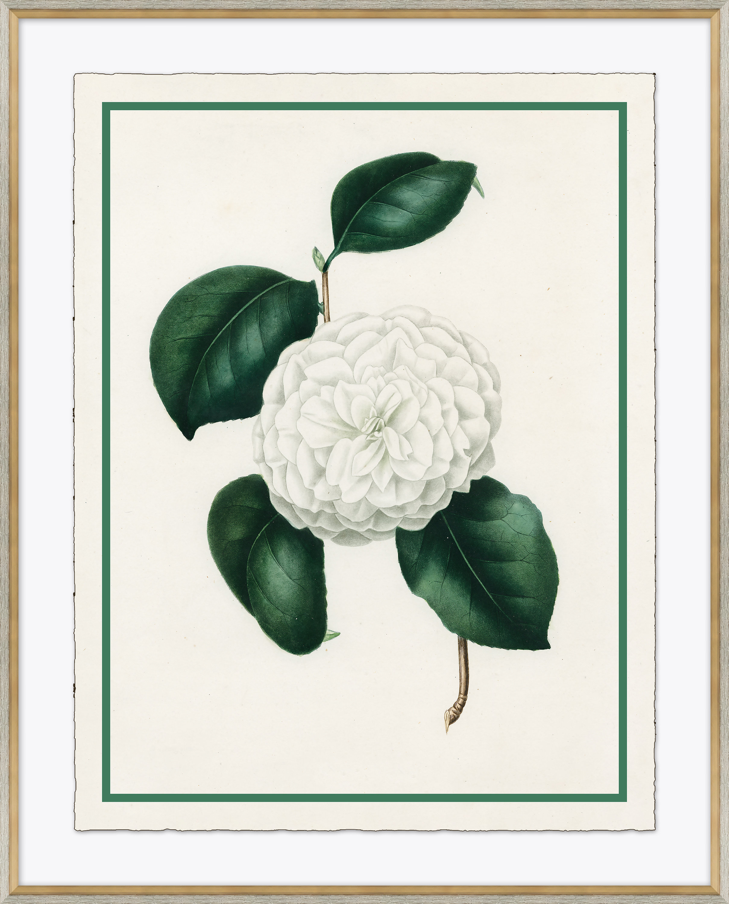 Soicher Marin 'Flora VI' - Picture Frame Print on Paper | Wayfair