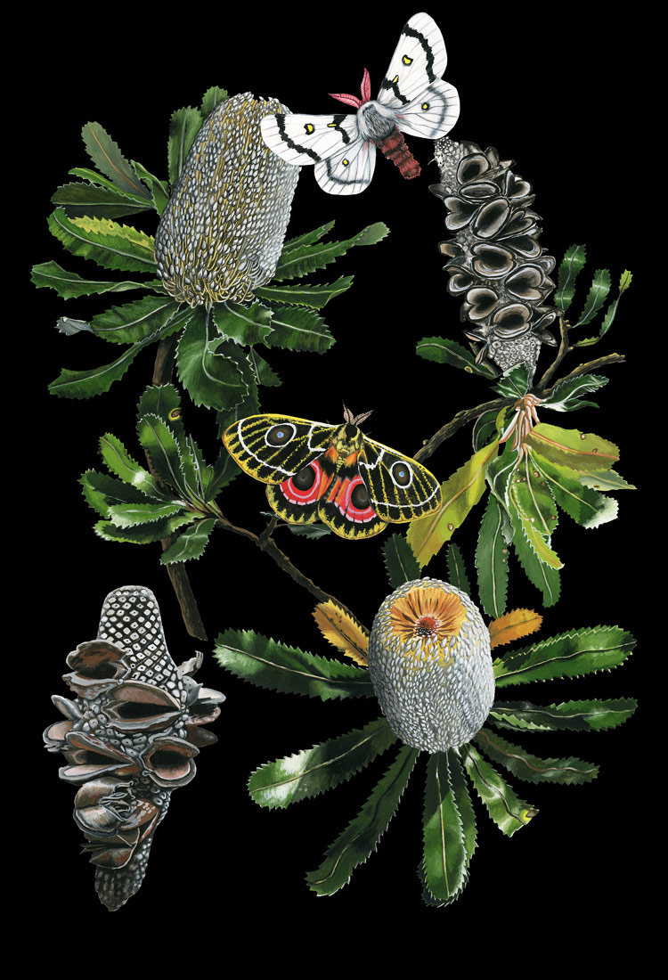 Grand Image Home Botany Banksia Chart by Naomi McCavitt - Floater Frame ...