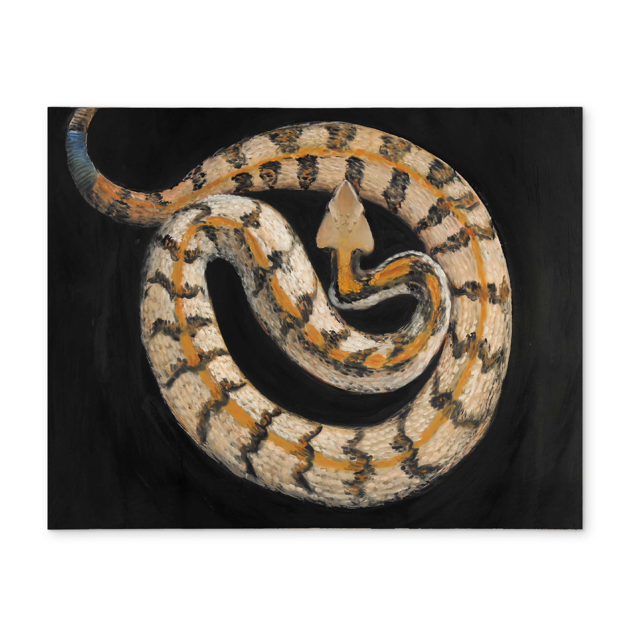 Begin Edition International Inc. Southern Timber Rattlesnake Placemat ...