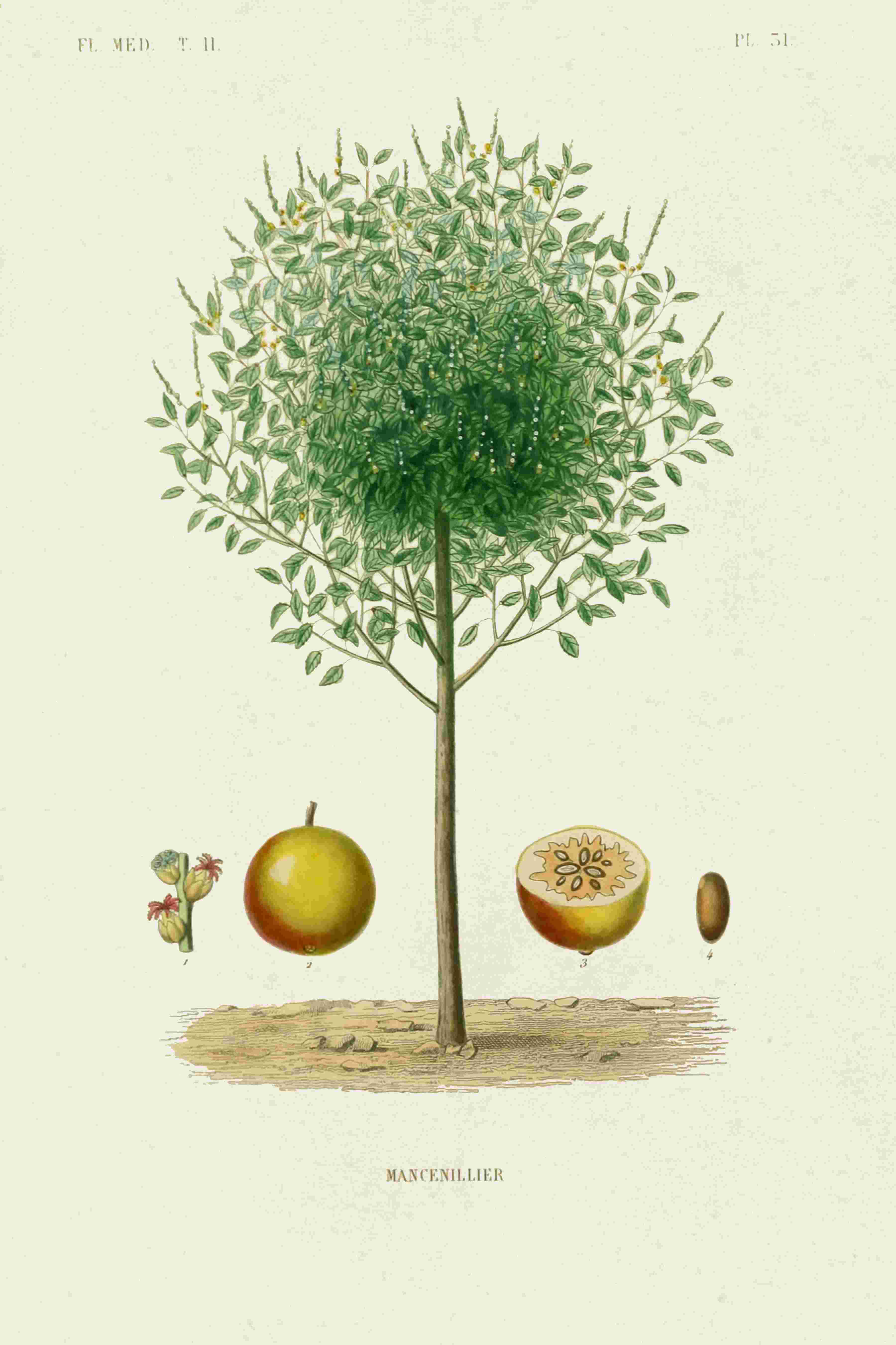 August Grove Antique Tree With Fruit VII - Wayfair Canada