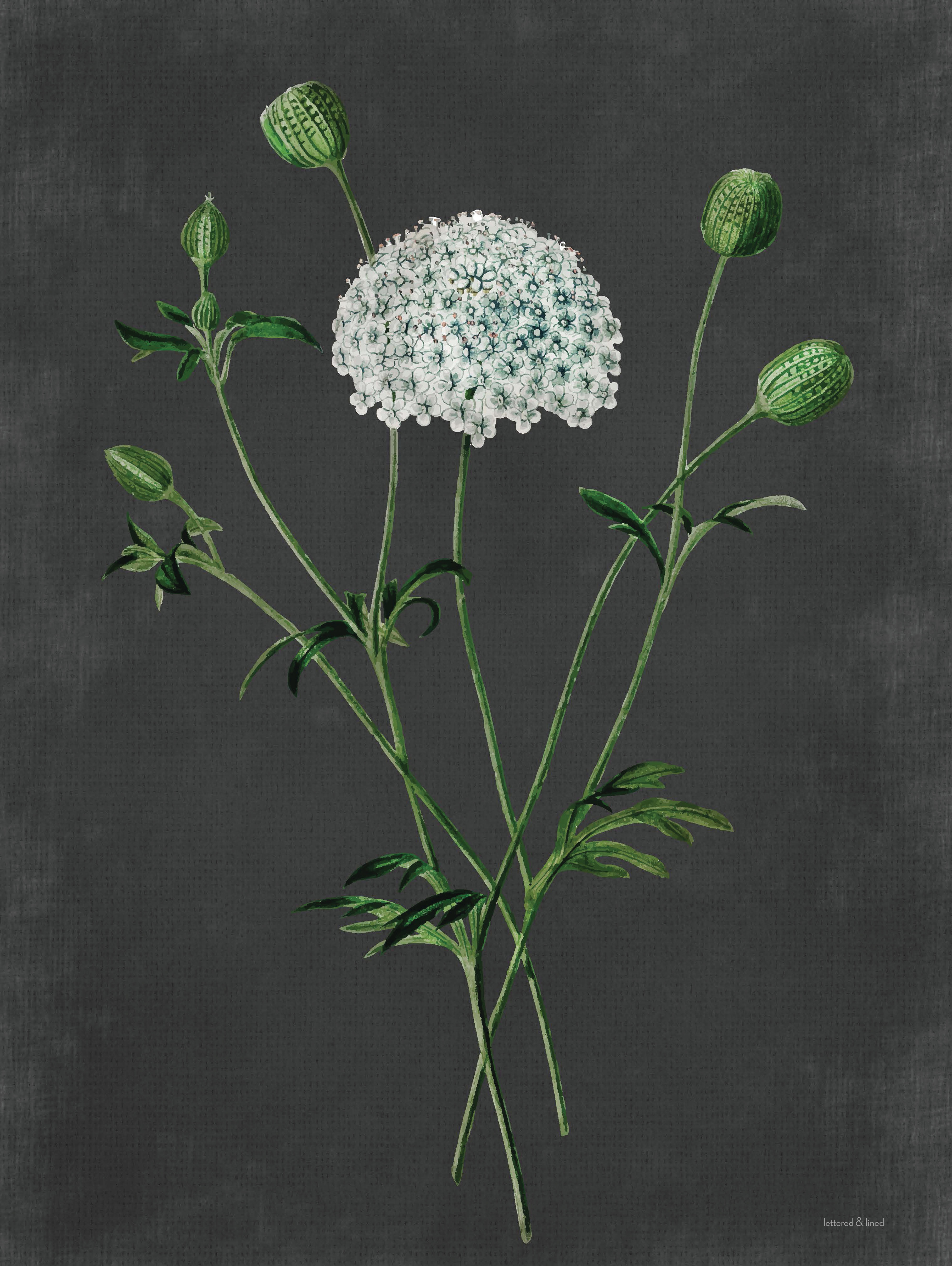 Gracie Oaks Bloom And Pods On Canvas by Lettered & Lined Print | Wayfair