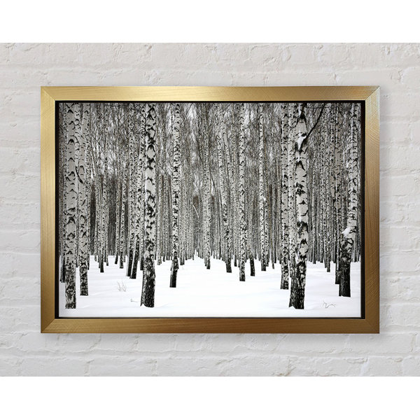 Bright Star Silver Birch Trees In The Snow - Single Picture Frame Print ...