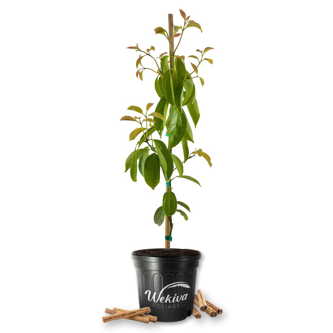 Wekiva Foliage LLC Ceylon Cinnamon Tree - Live Plant in a 3 Gallon ...
