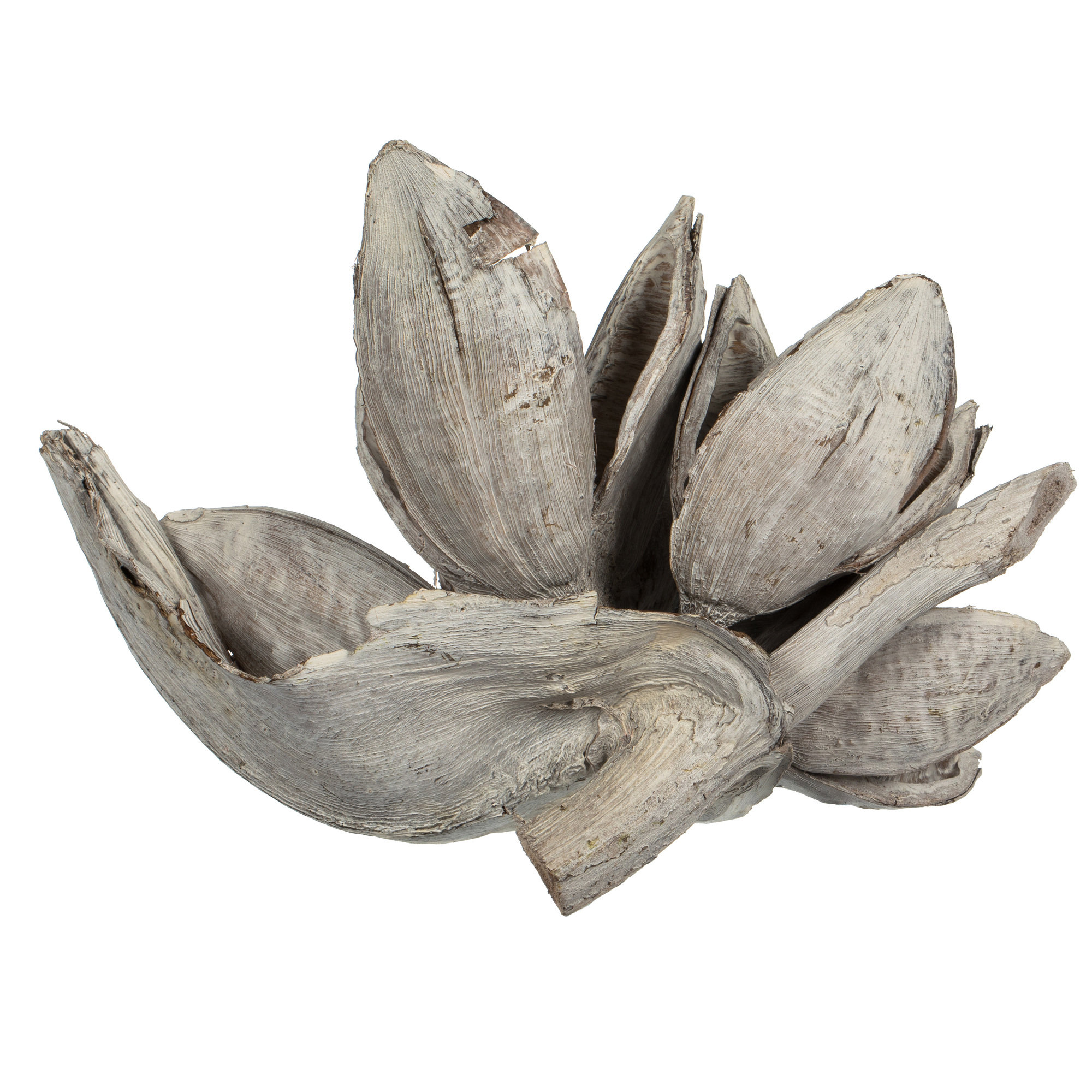 Primrue All Natural Star Pod, Extra Large, Dried 6" Star Pod, Dried ...