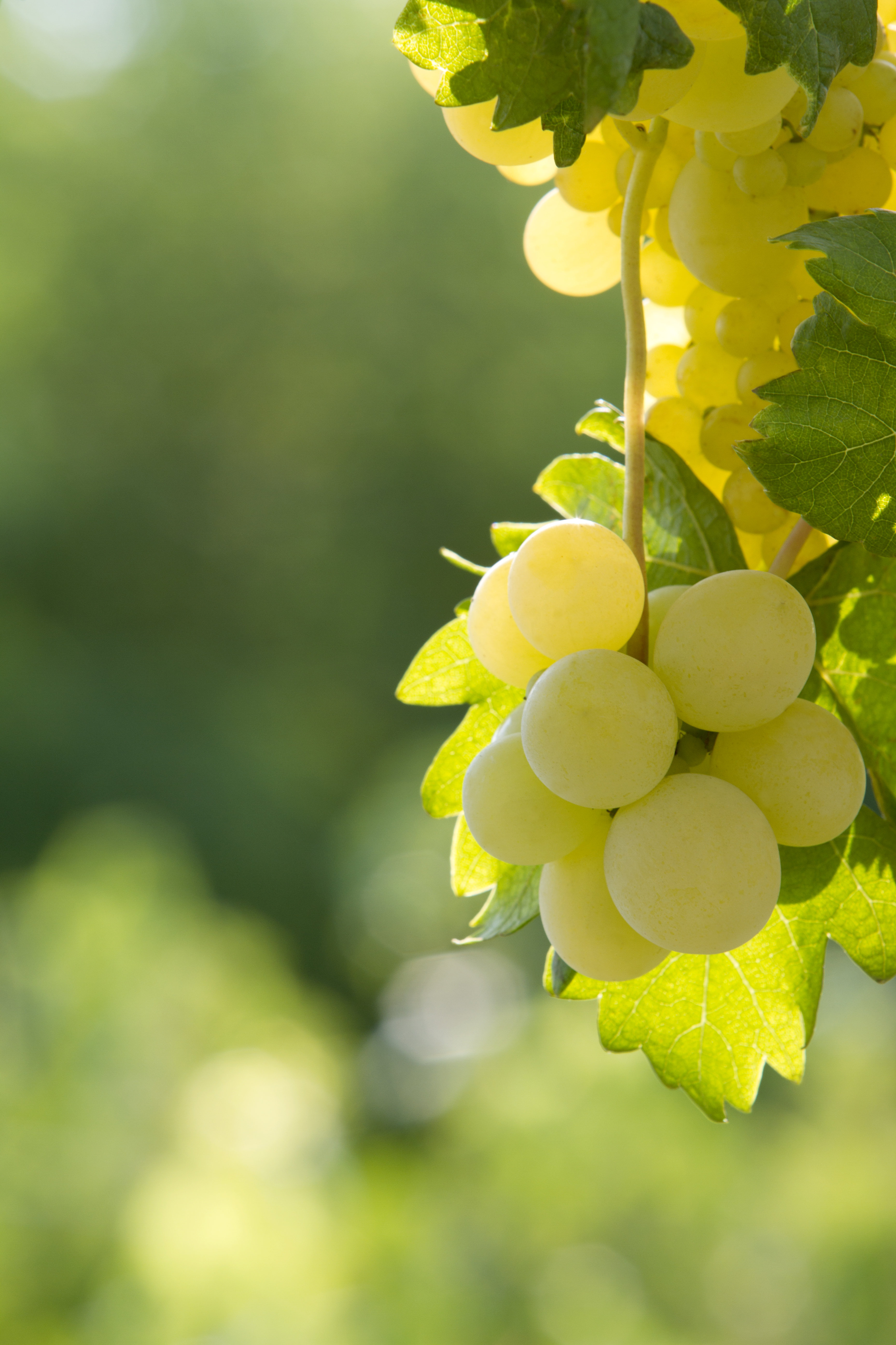 Ebern Designs Sunny Grapes by Kisgorcs - Wrapped Canvas Photograph ...