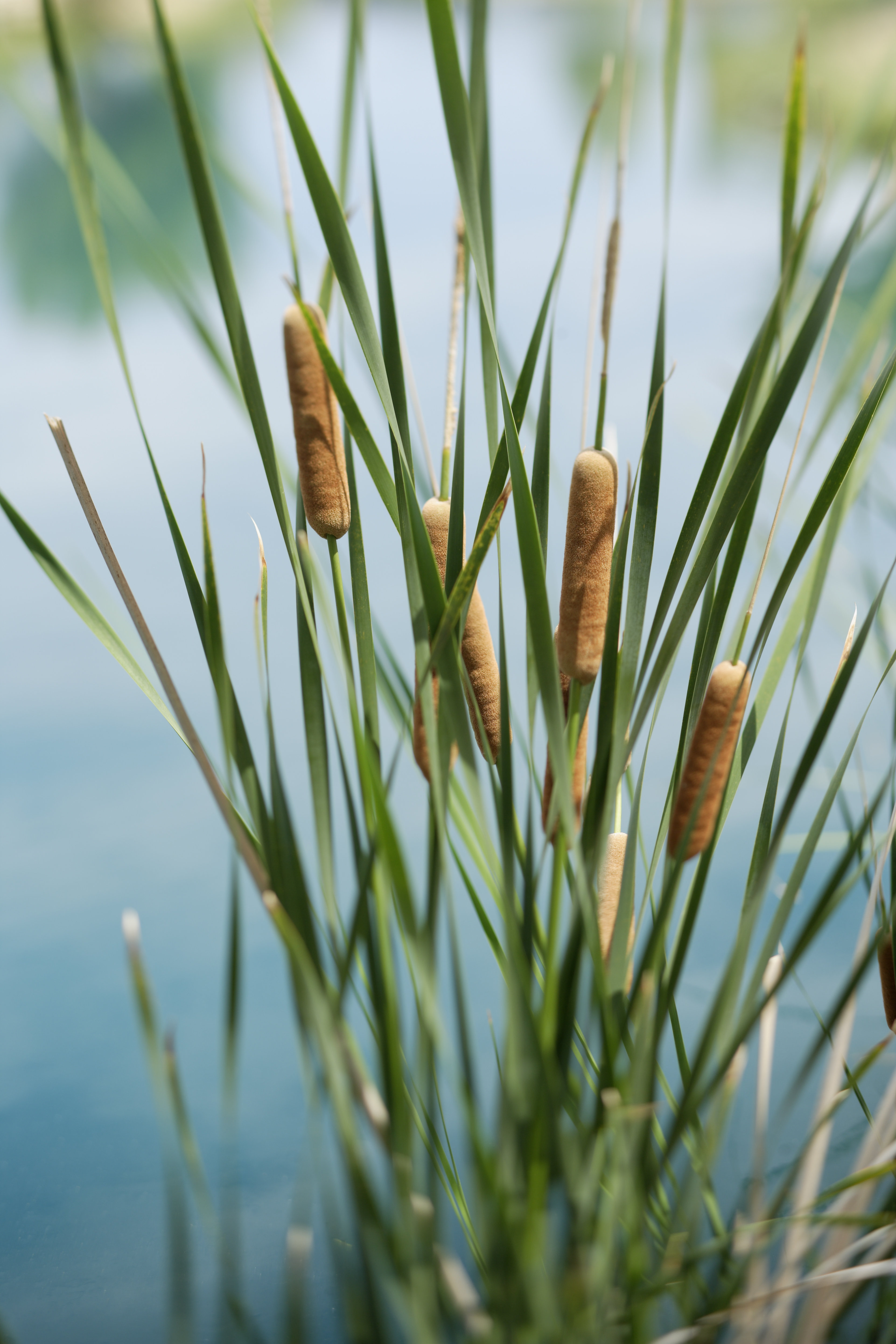 17 Stories Cattails By The Cool Blue Water - Print | Wayfair.co.uk