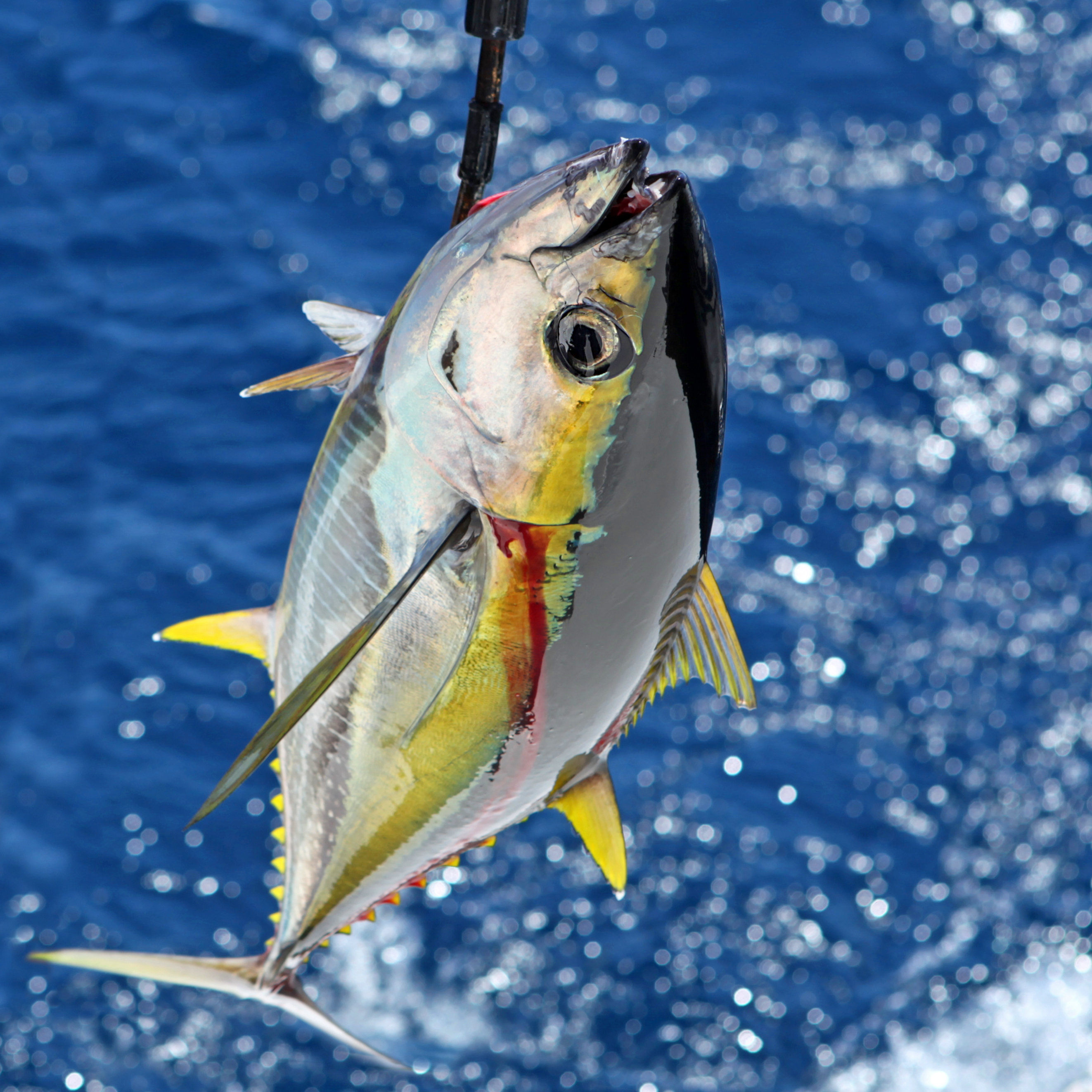 Beachcrest Home™ Yellowfin Tuna Catch by Jurgar | Wayfair
