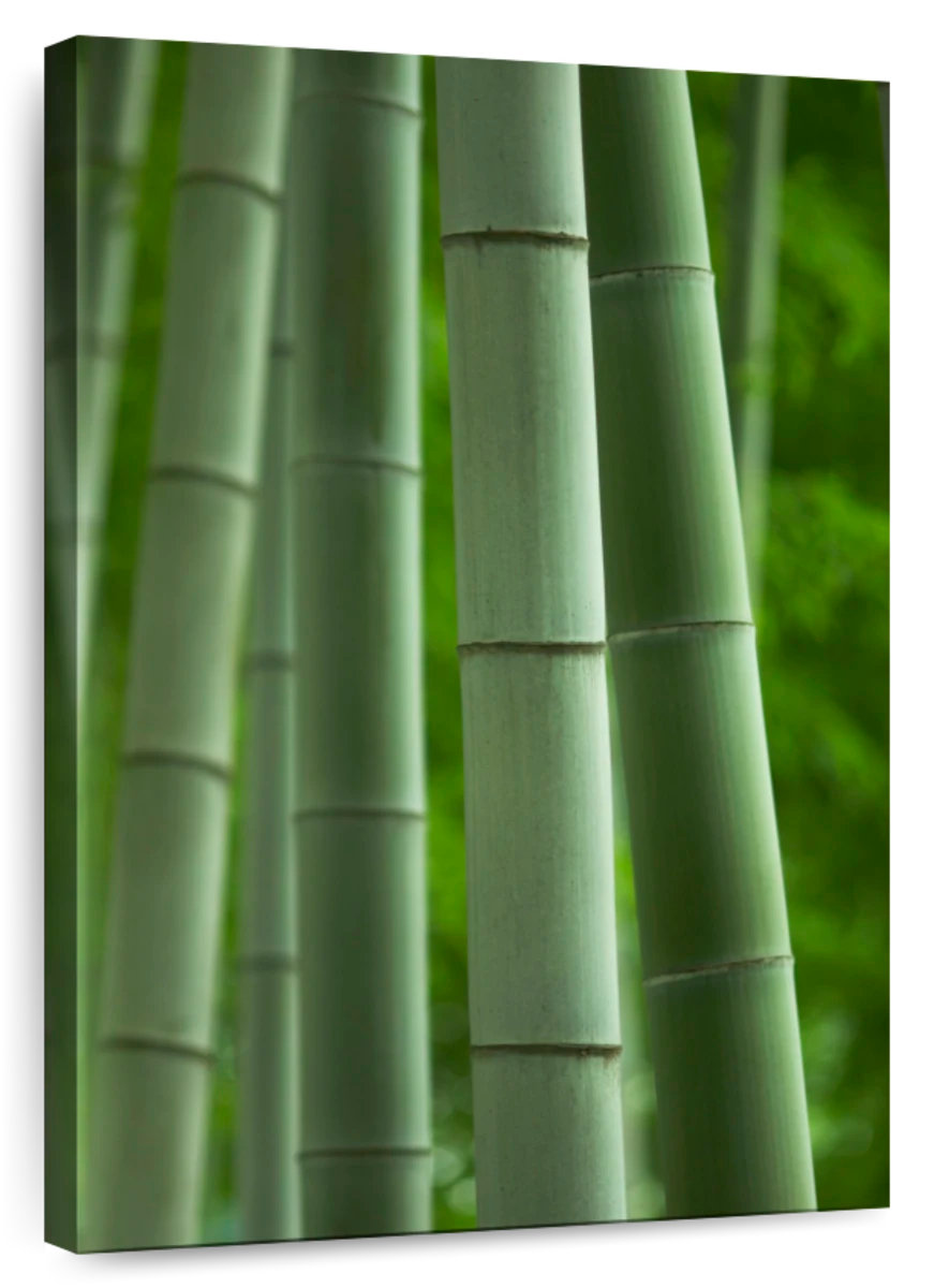 Lark Manor™ Harnek Clumped Bamboo | Wayfair