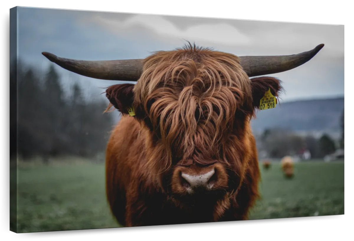Ebern Designs German Highland Cow - Wayfair Canada