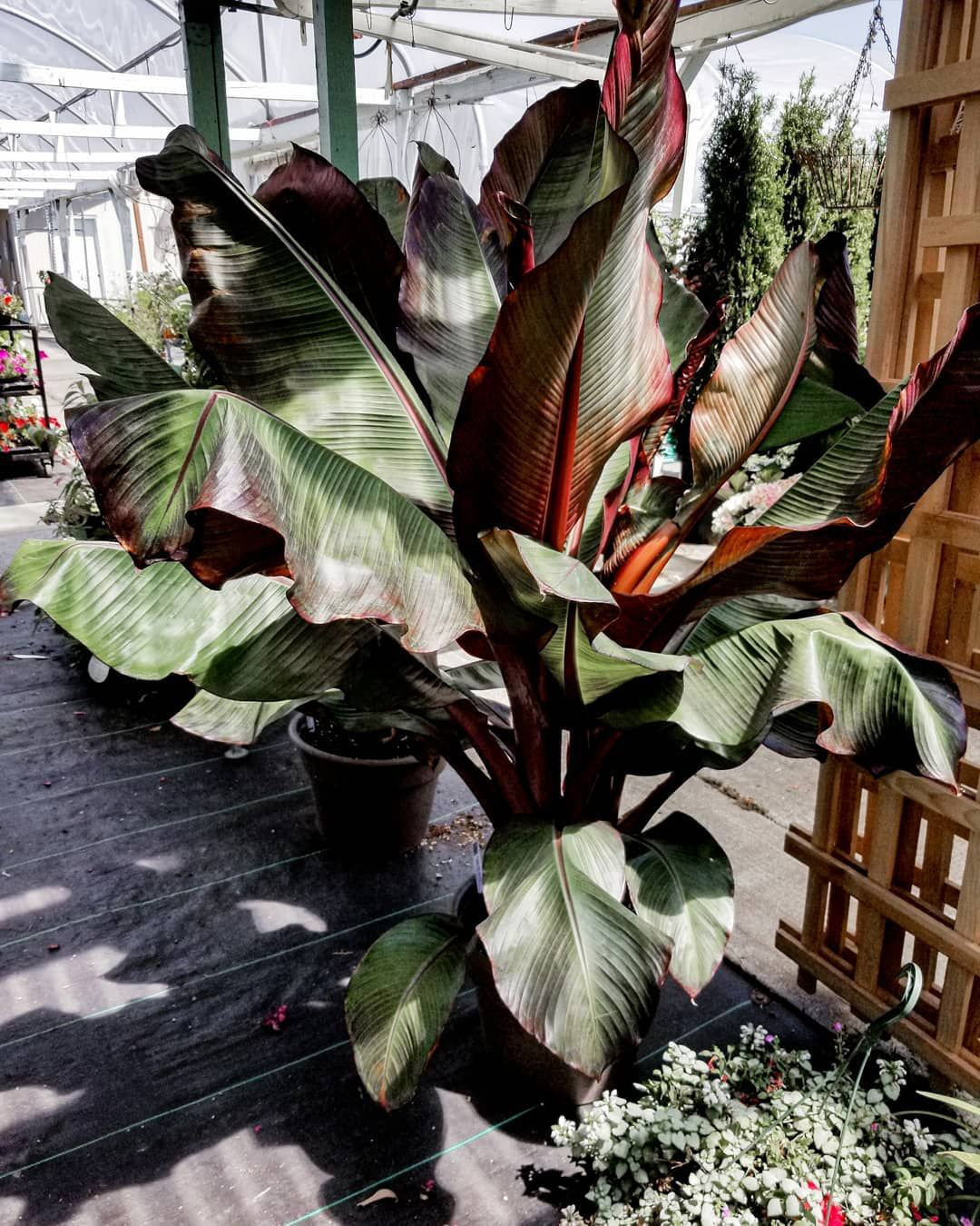 Wekiva Foliage LLC Red Abyssinian Banana Tree - 3 Starter Plants ...