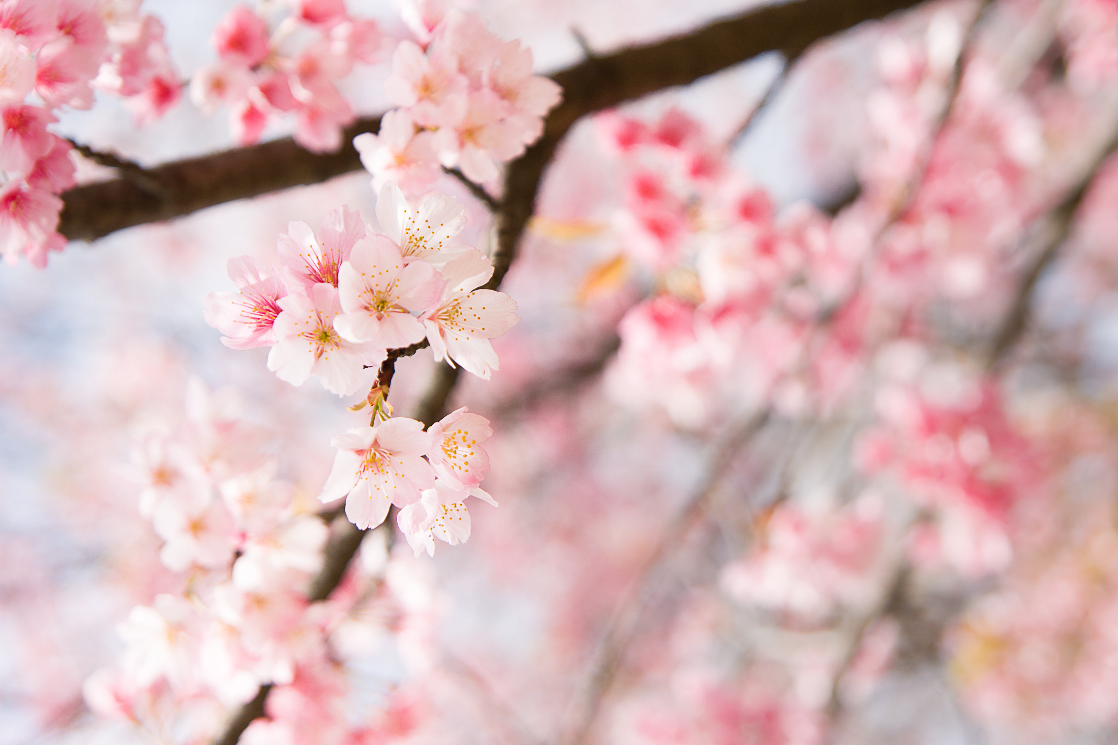 Ebern Designs Sakura Tree by - Wrapped Canvas Photograph - Wayfair Canada