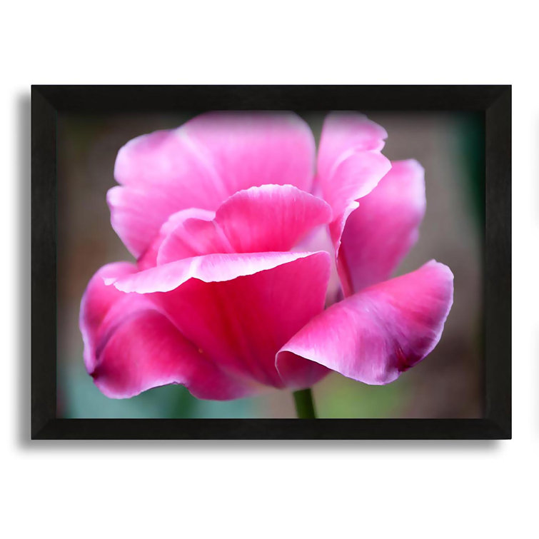 Brayden Studio Pink Ruffle Petals - Single Picture Frame Art Prints on ...