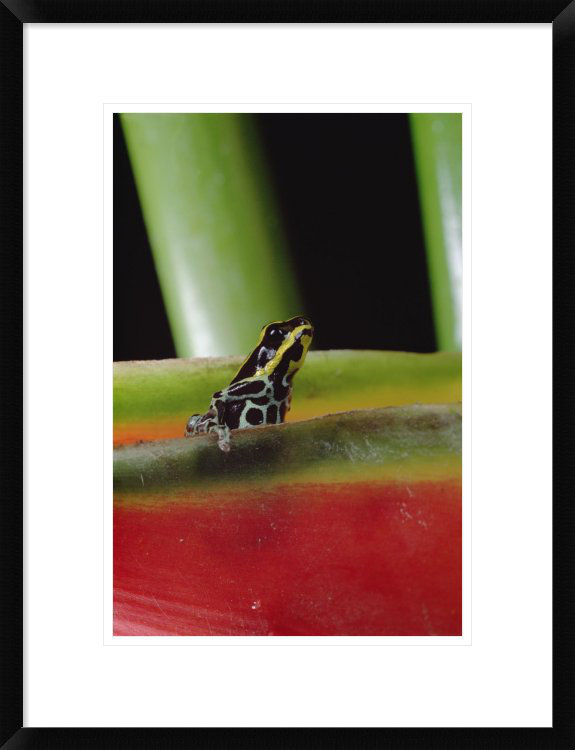 Global Gallery 'Rio Madeira Poison Frog Sitting' Framed Photographic ...