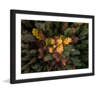Marmont Hill 'Luscious Flora' Framed Photographic Print | Wayfair