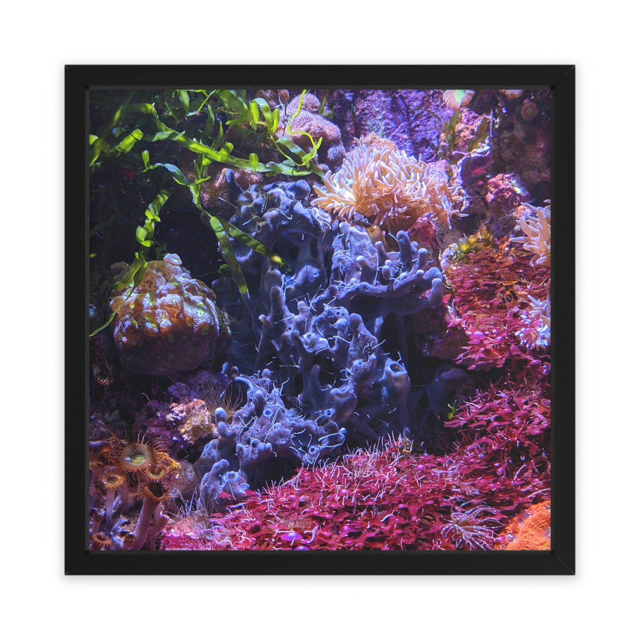Dovecove Aquarium Coral - Picture Frame Photograph | Wayfair