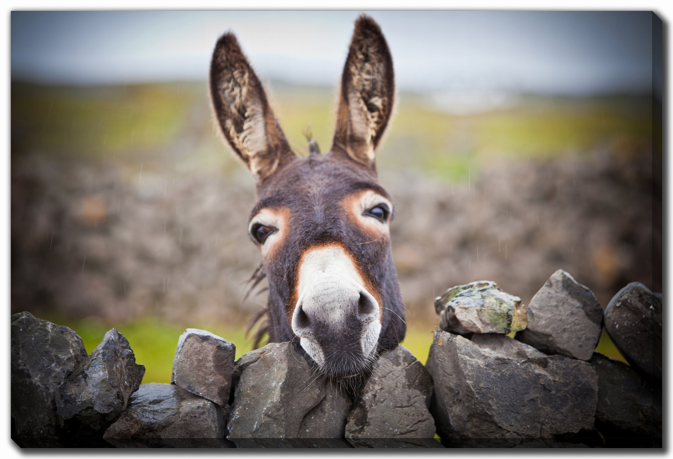 Gracie Oaks Donkey Under The Rain Canvas Art | Wayfair