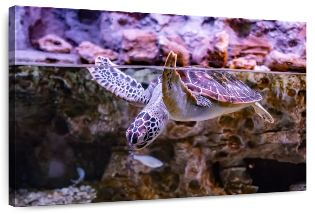 Ebern Designs Turtle Aquarium | Wayfair