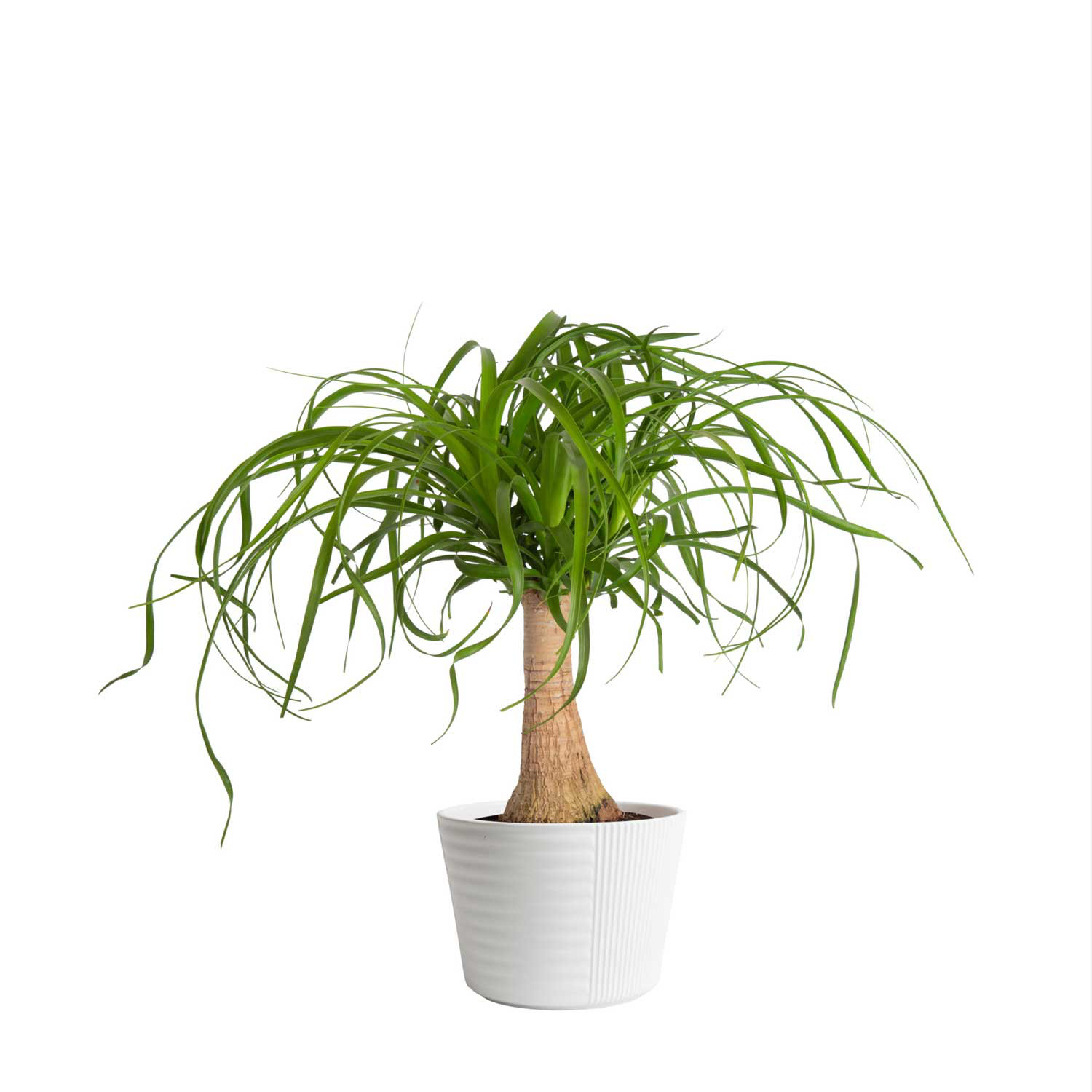 Costa Farms Indoor Ponytail Palm House Plant in 6-inch Décor Pot ...