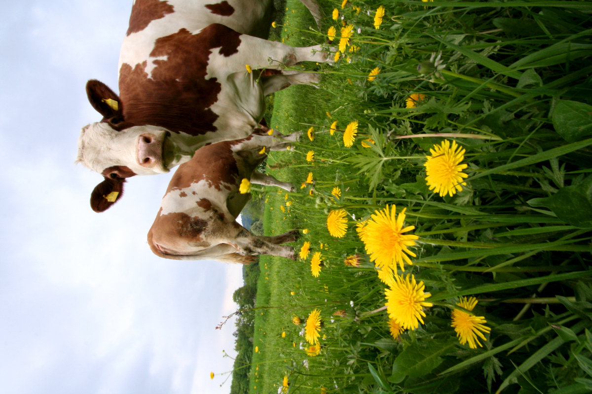 Gracie Oaks Cow Stupid Looking by Rackermann | Wayfair