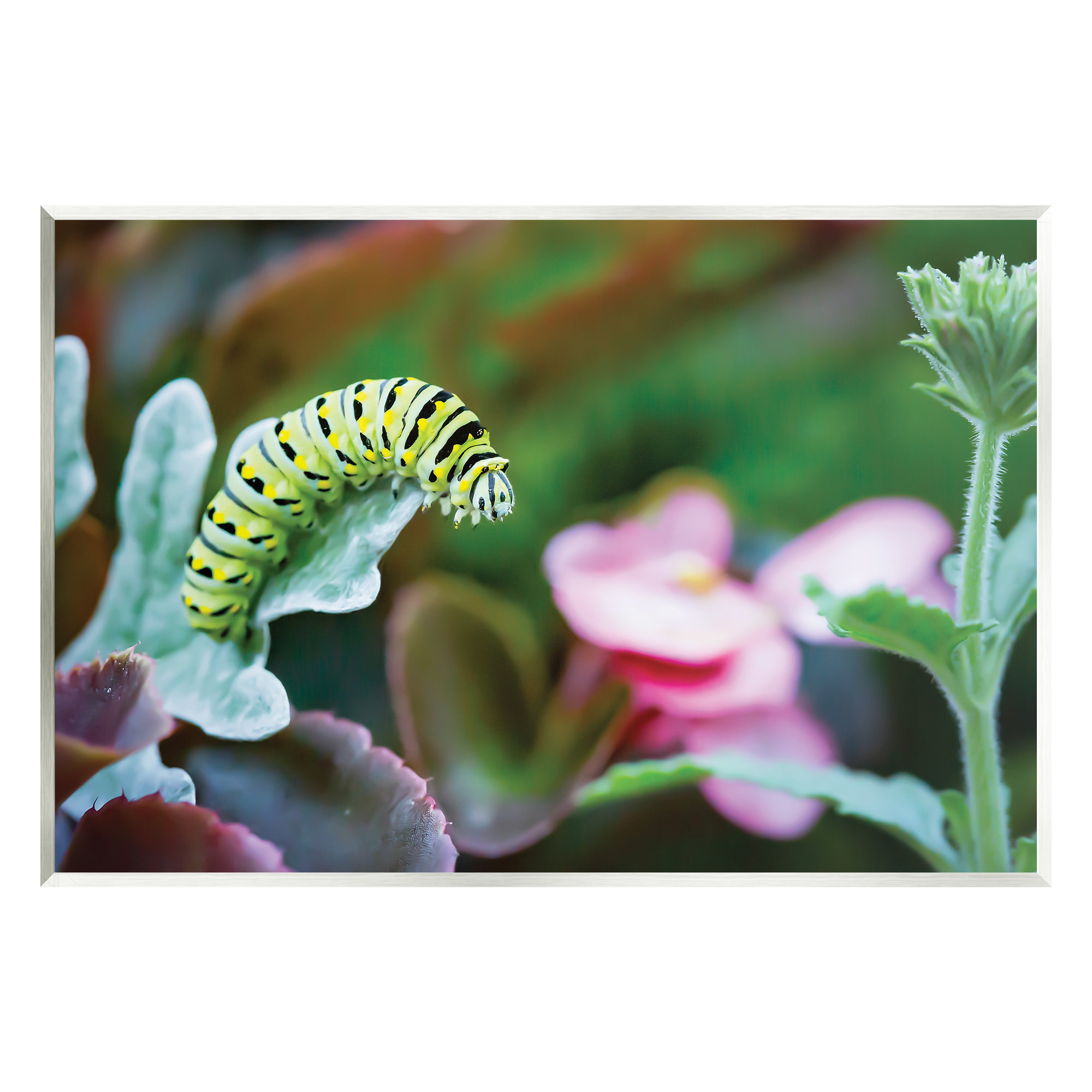 Stupell Industries Caterpillar Nature Photography Wall Plaque Art ...
