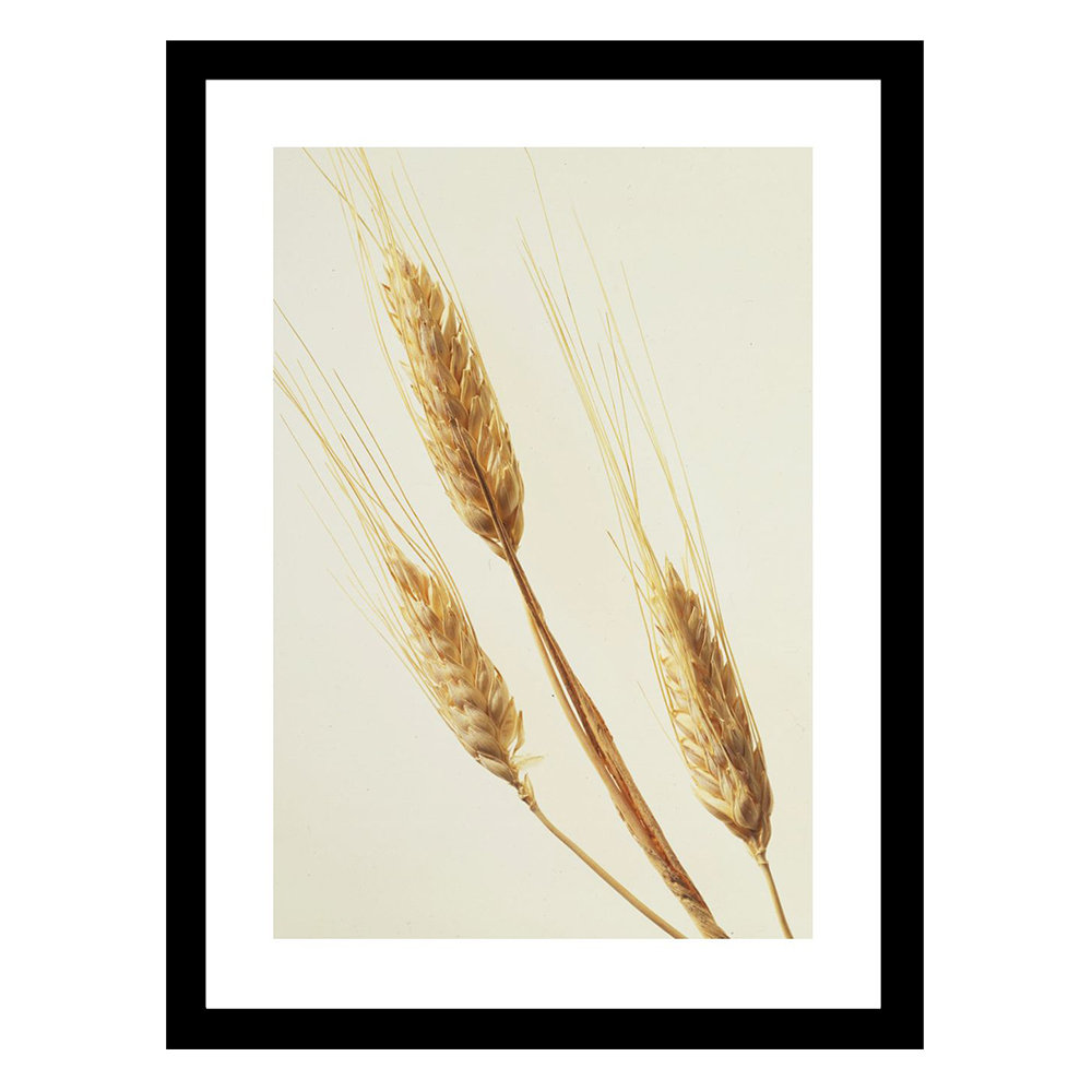 Winston Porter Wispy Wheat - Picture Frame Photograph | Wayfair