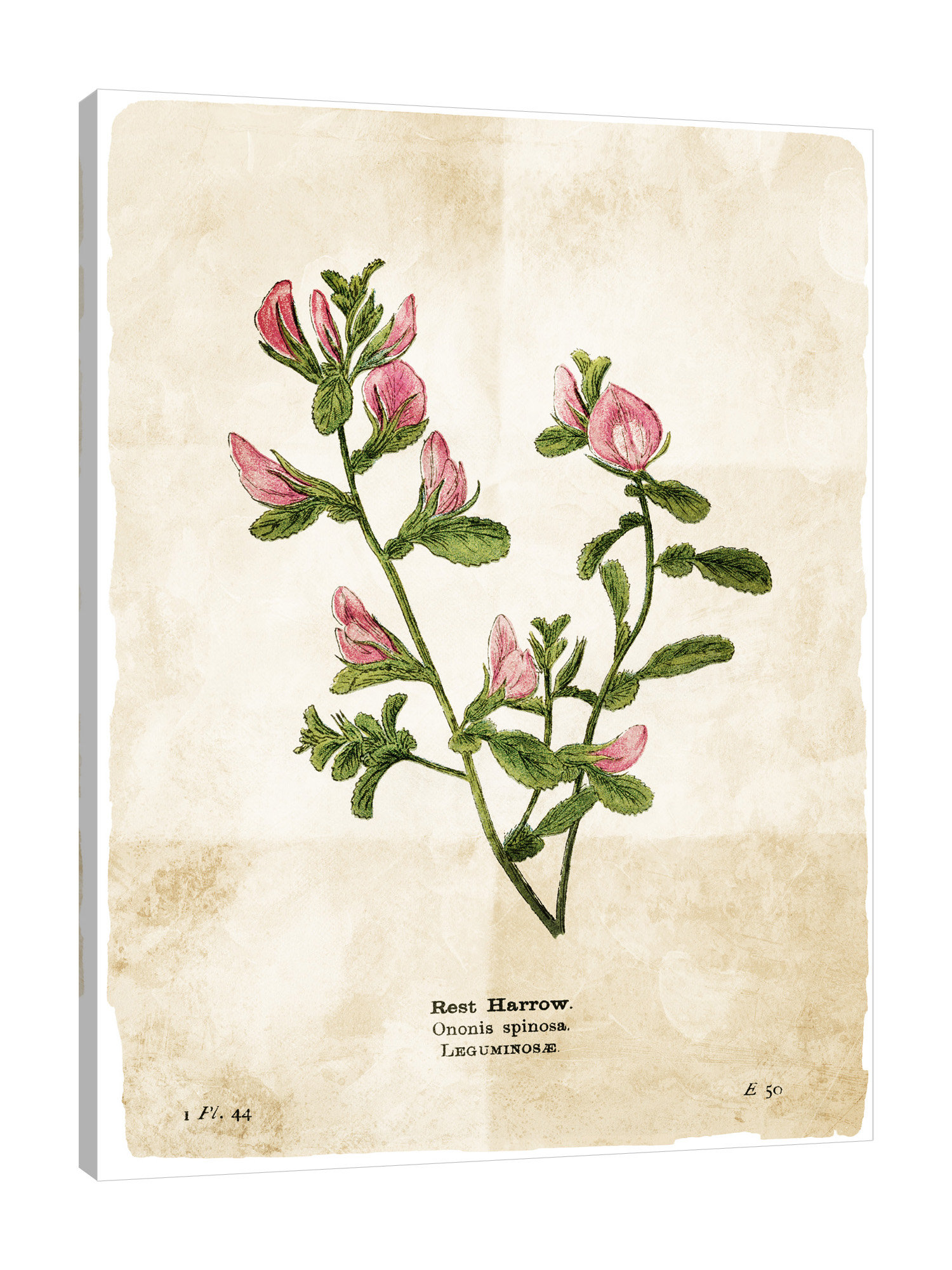 Jaxson Rea Flower Page by Milli Villa - Wrapped Canvas Print | Wayfair