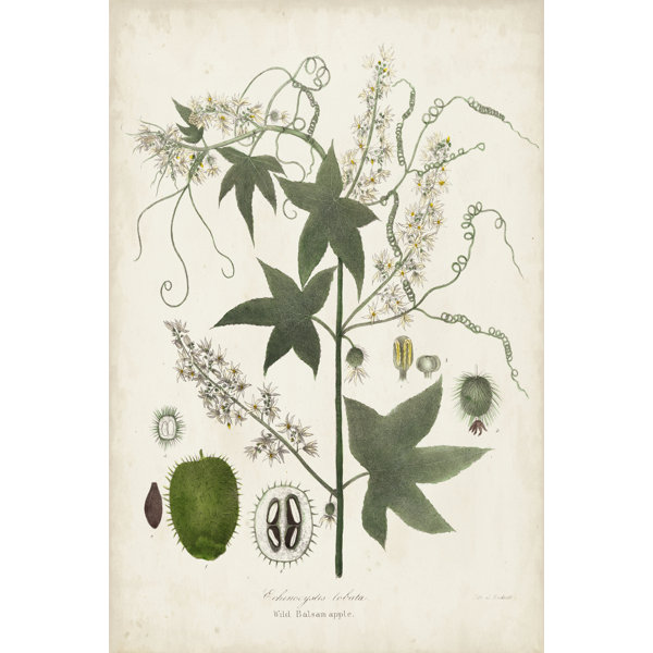 Rosalind Wheeler Flowering Flora II by John Torrey - Wrapped Canvas ...