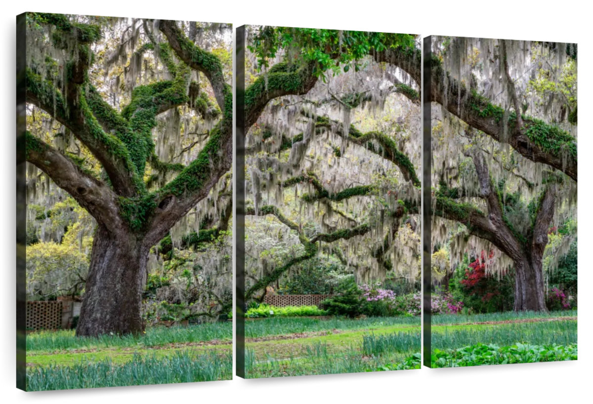 Lark Manor Harnek Mossy Oak Trees - Wayfair Canada