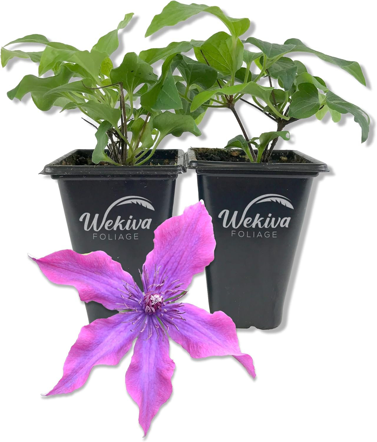 Wekiva Foliage LLC Clematis Guiding Promise - 2 Live Starter Plants in ...