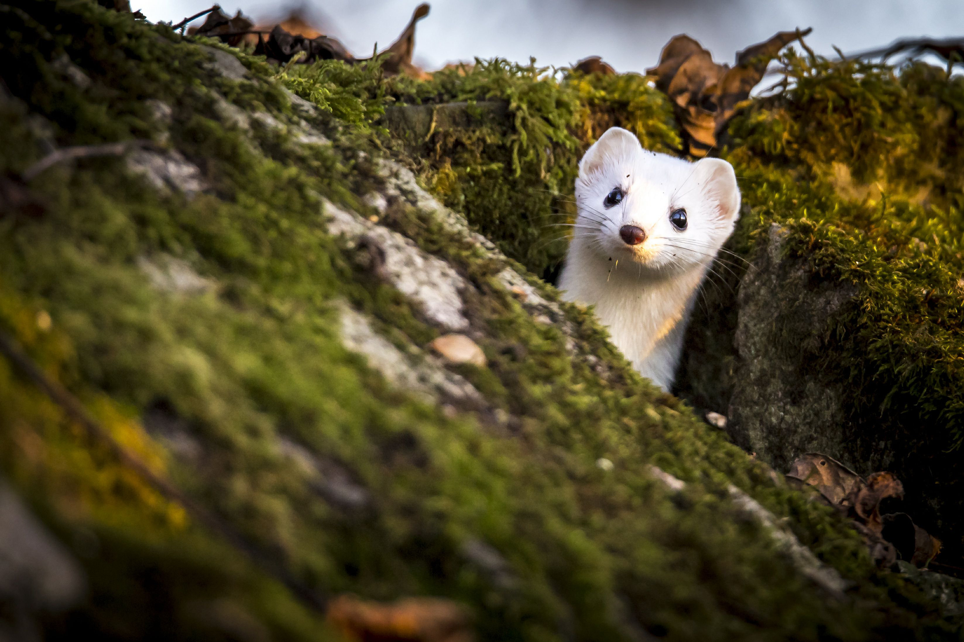 Millwood Pines Adonya Weasel by - Wrapped Canvas Photograph | Wayfair