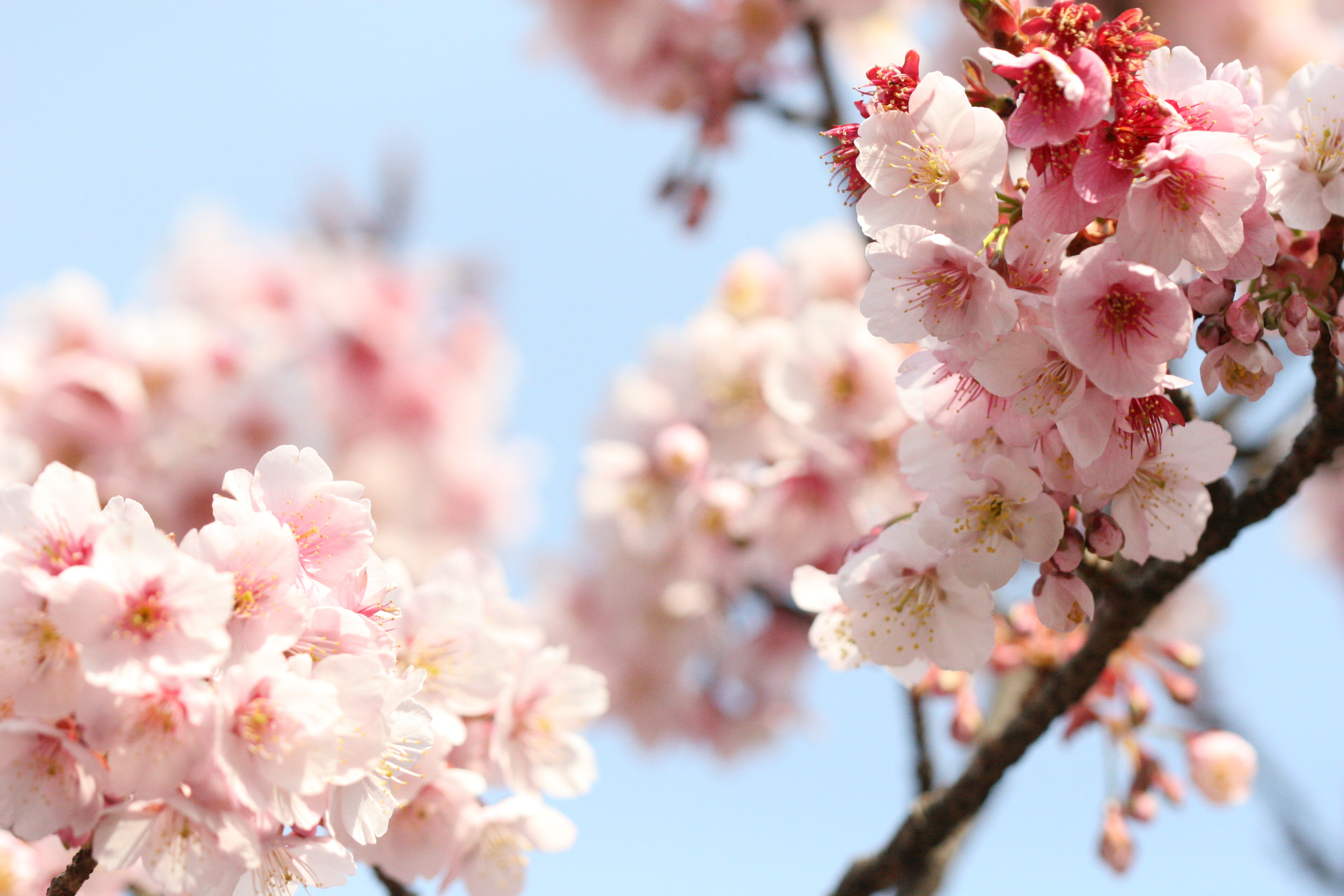 Ebern Designs Sakura | Wayfair.co.uk