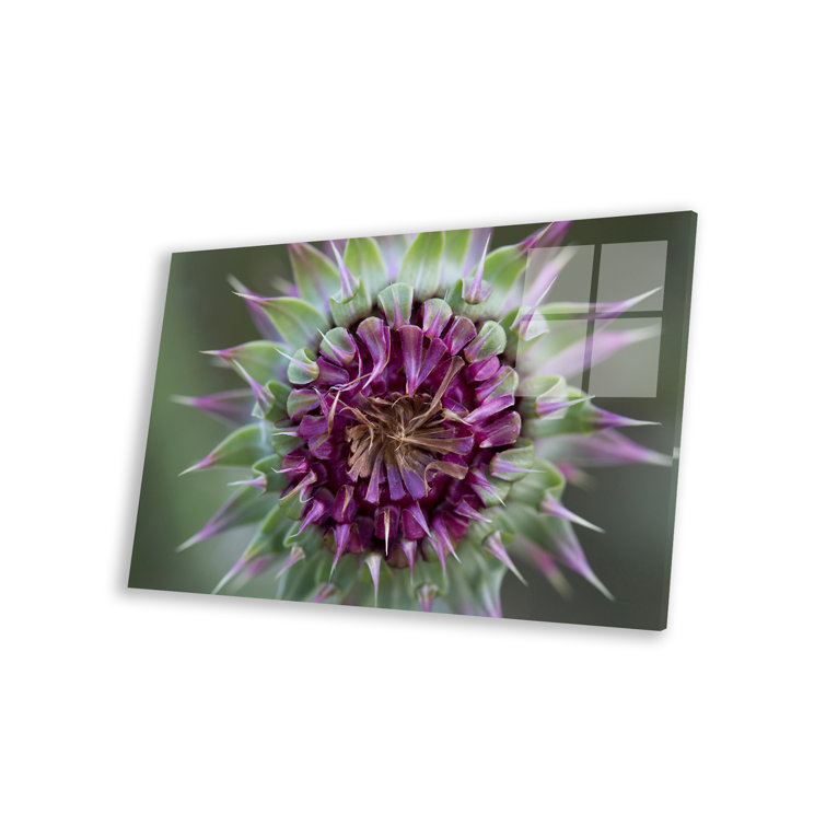 Ebern Designs Spiny Plumeless Thistle Flower, Bariloche, Argentina On ...