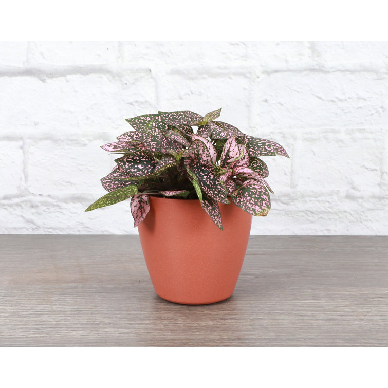 Thorsen's Greenhouse Live Pink Splash Plant in Biodegradable Pot ...