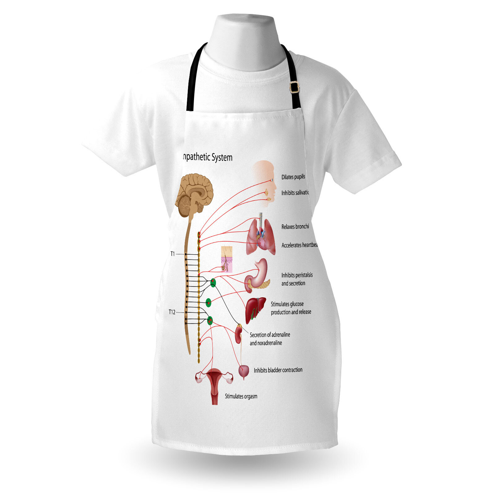 Hokku Designs Anatomy Apron Unisex Sympathetic System Function Adult ...