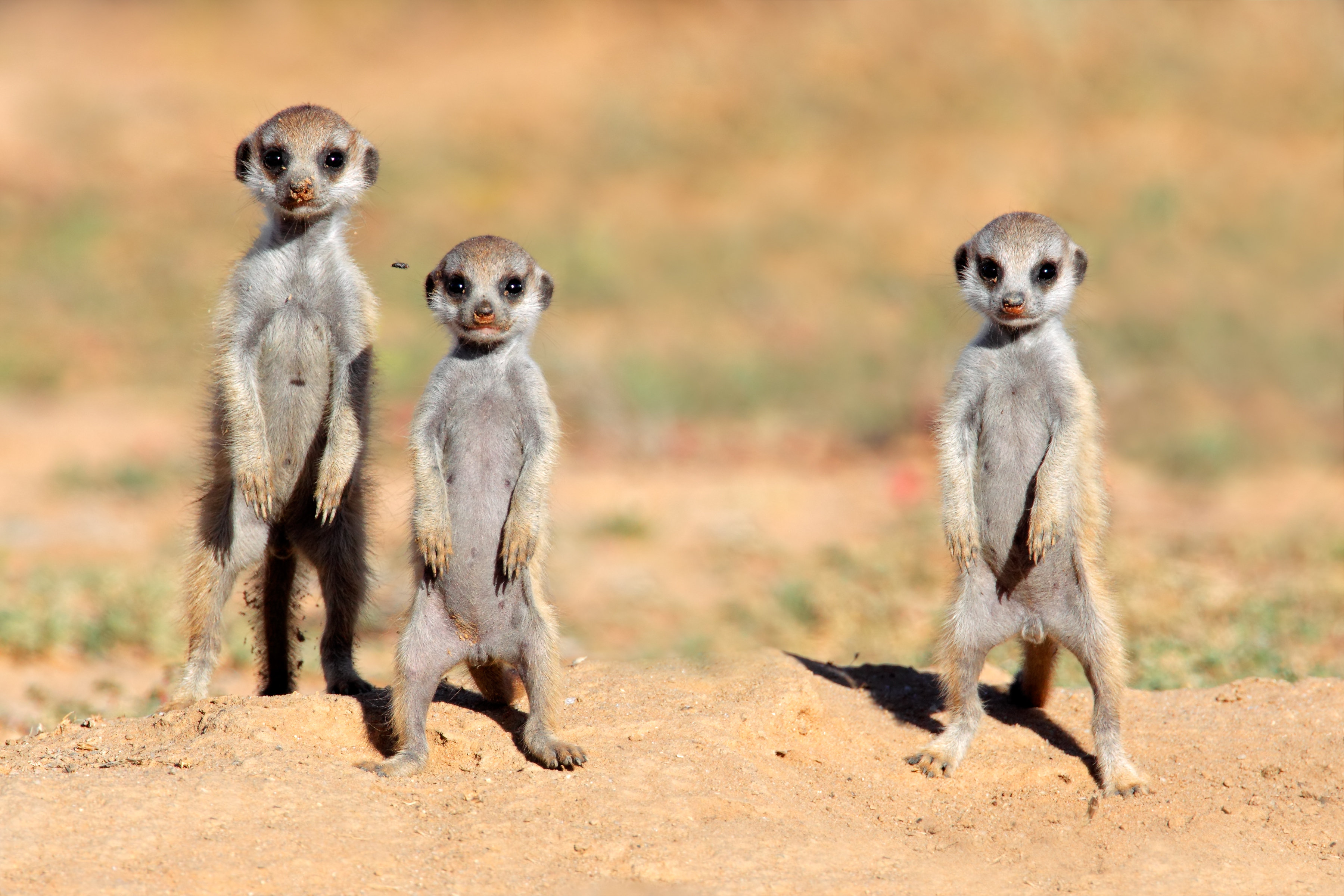 Ebern Designs Meerkat Babies by Ecopic - Wrapped Canvas Photograph ...