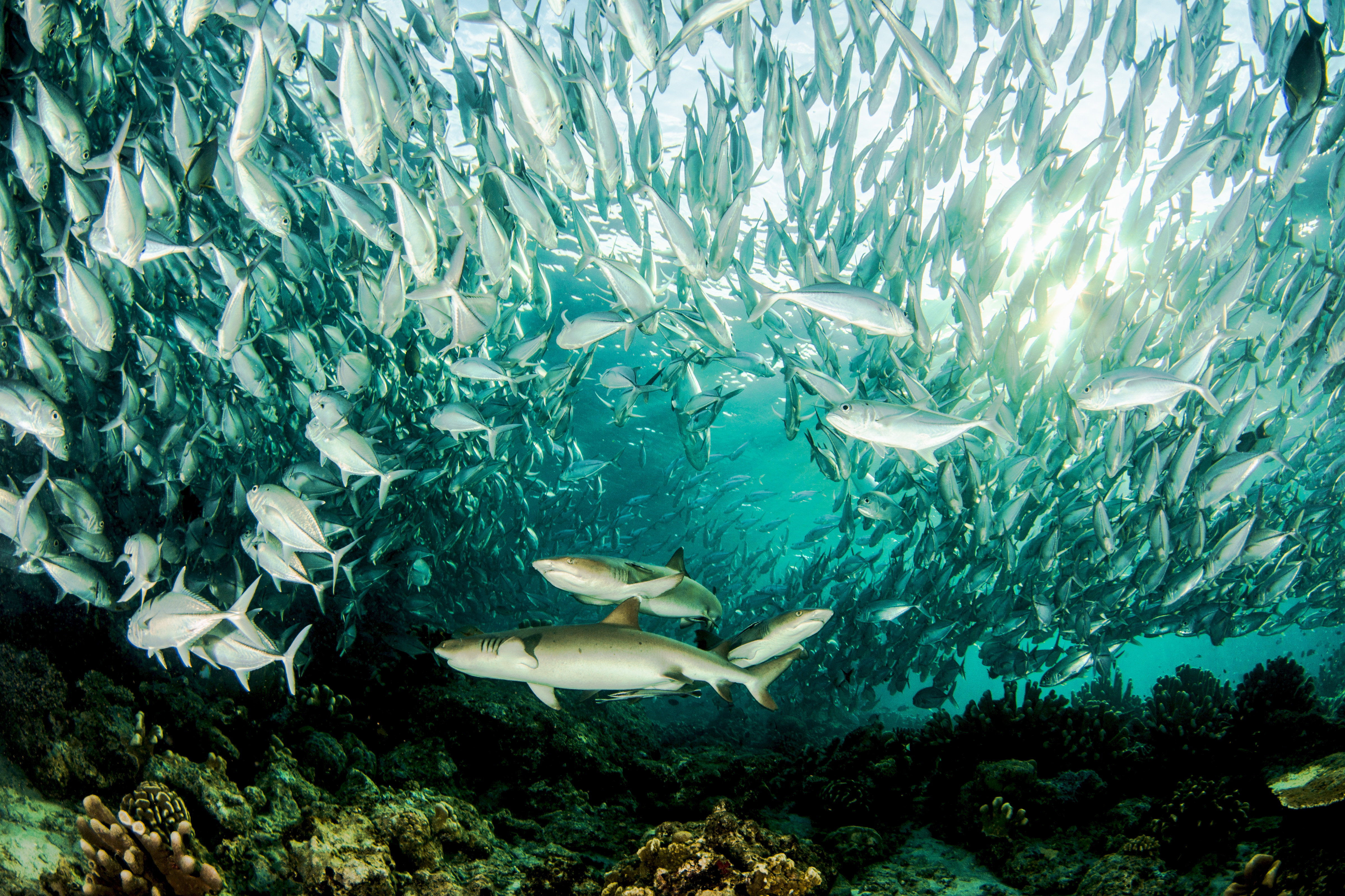 Highland Dunes Shark attack by Atese - Wrapped Canvas Photograph | Wayfair