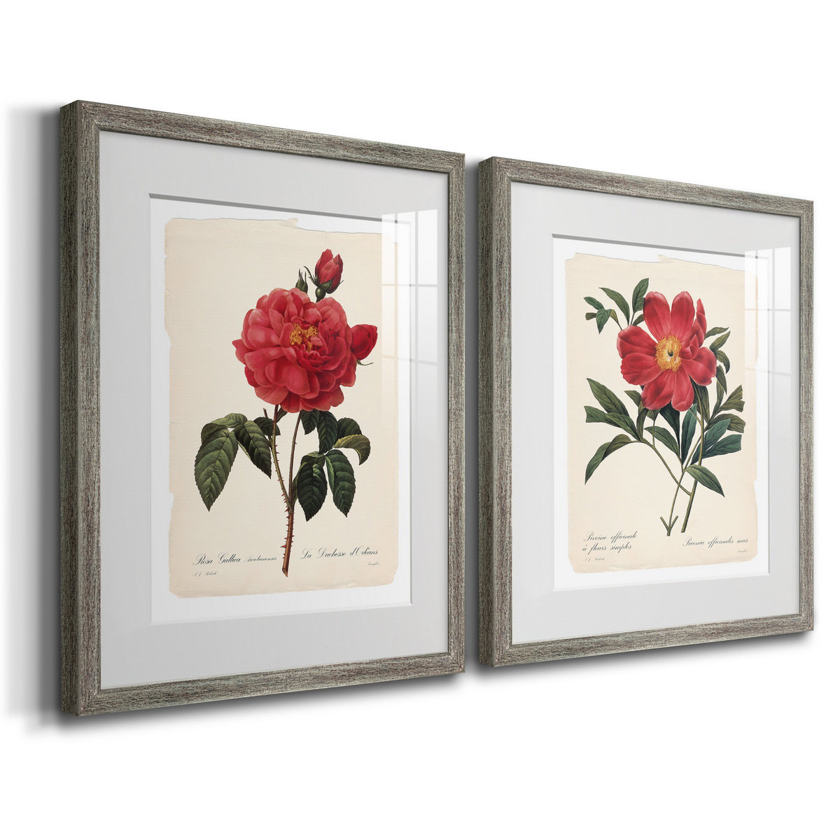 Red Barrel Studio® Red Botanical III- Premium Framed Print - Ready To ...