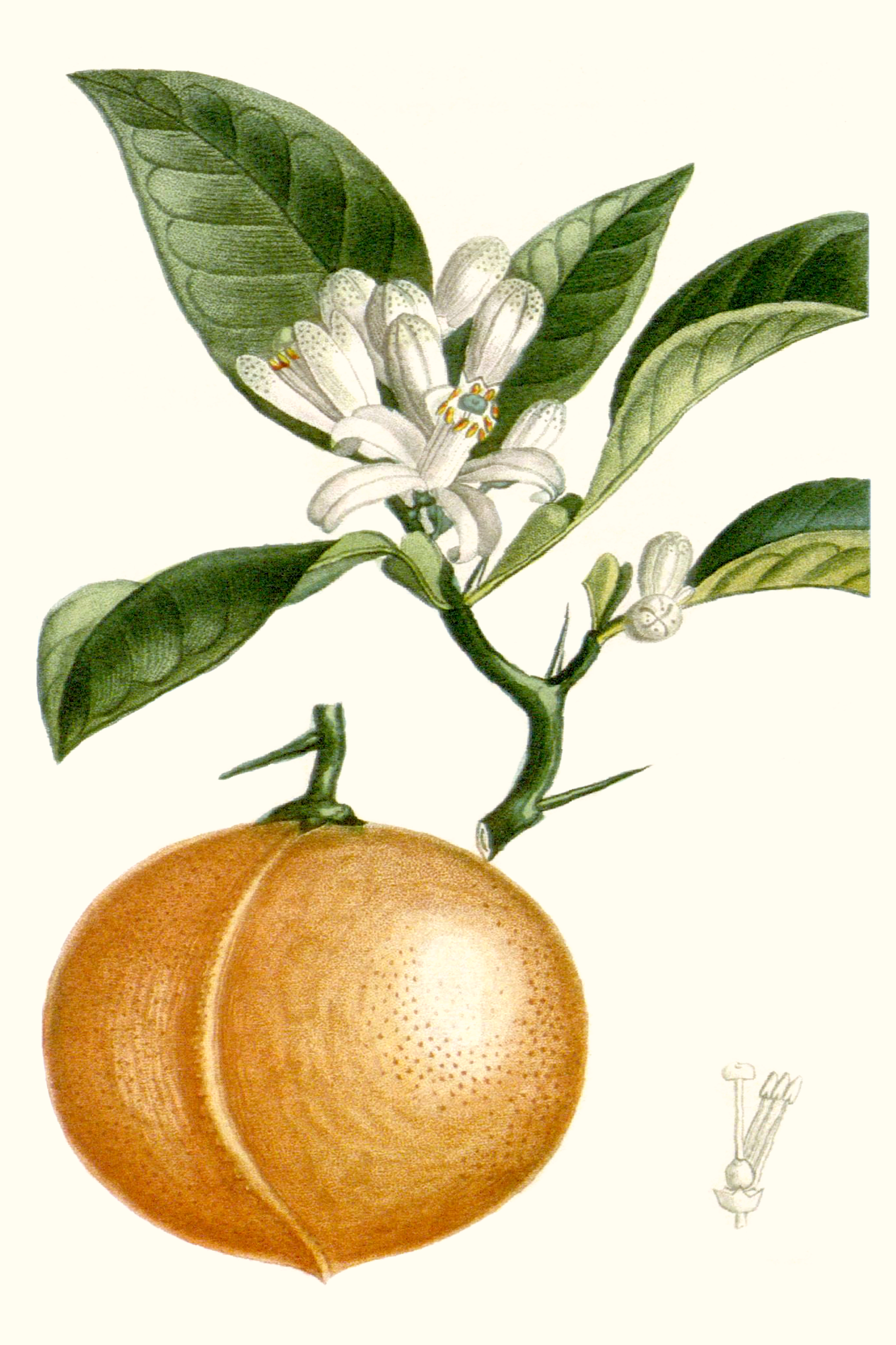 Brambly Cottage Turpin Fruit IV by Turpin - Painting Print | Wayfair.co.uk