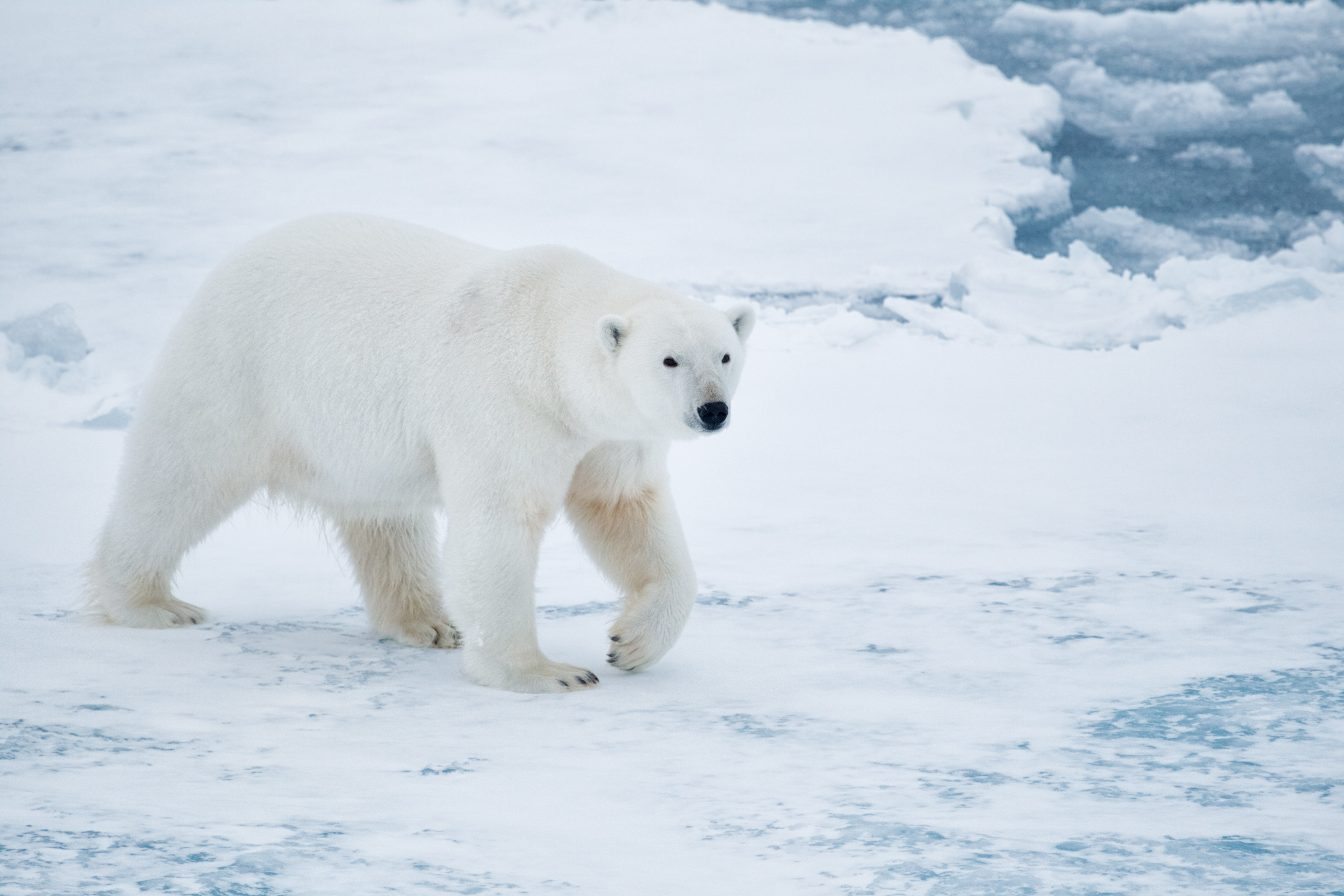 Ebern Designs Polar Bear by Kencanning | Wayfair