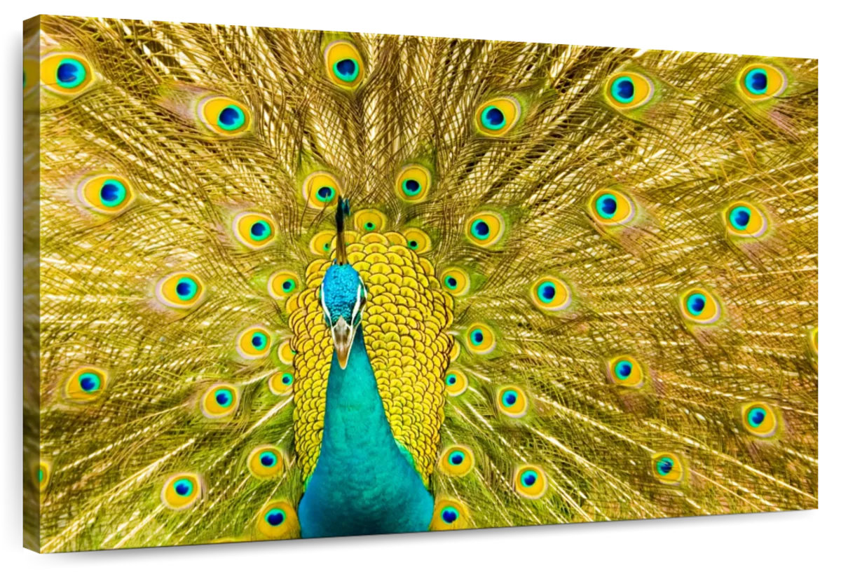 Ebern Designs Brampt Glorious Peacock Feather - Wayfair Canada