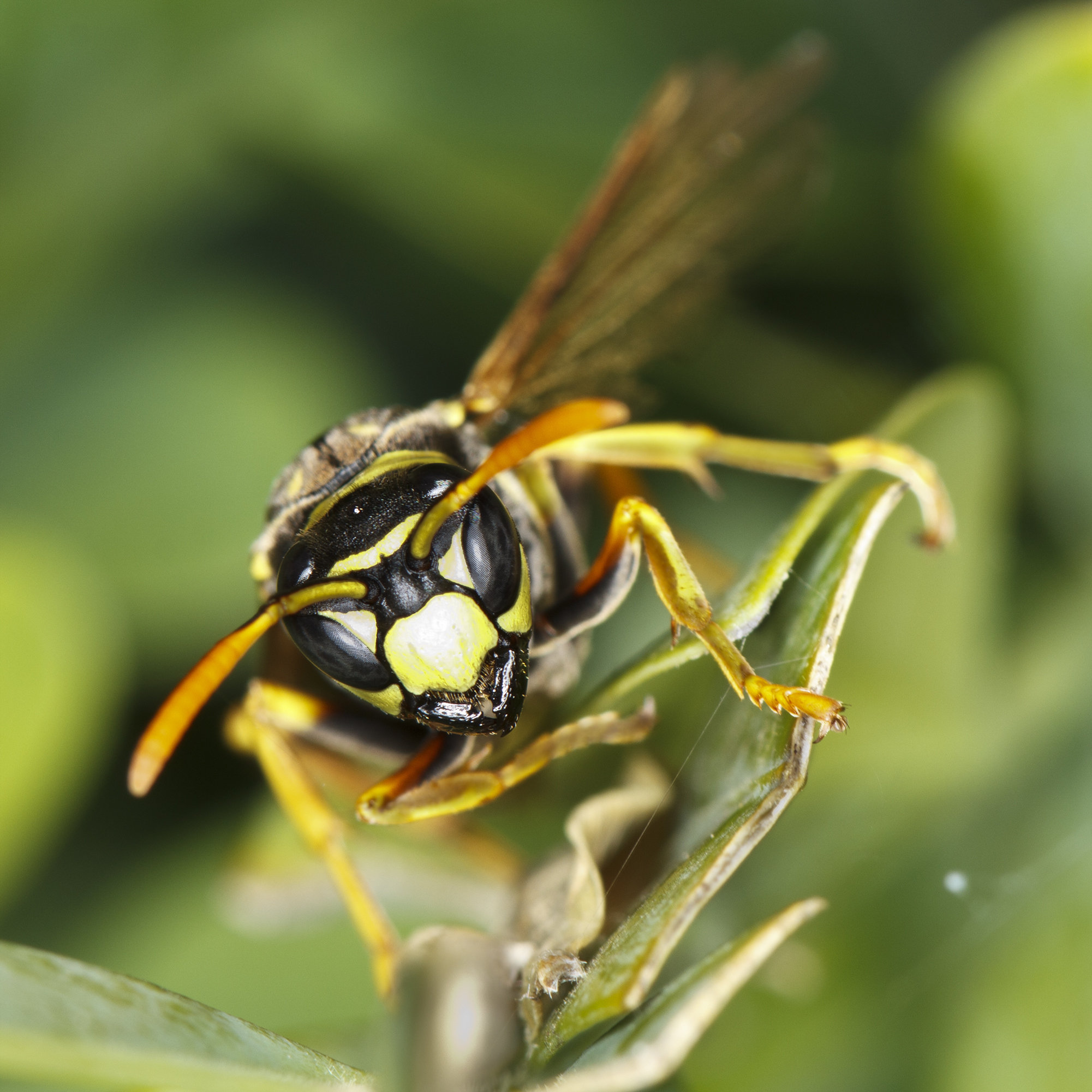 Hokku Designs Fhyn Wasp by Aleksandardickov | Wayfair